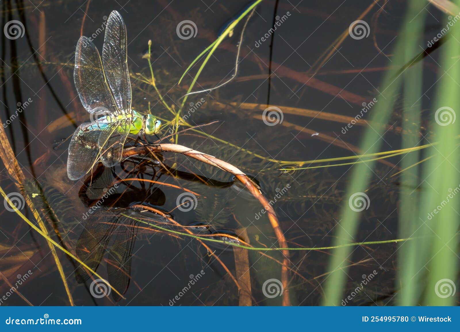 Anax Parthenope Insect on a Branch in the Pond Stock Photo - Image of ...