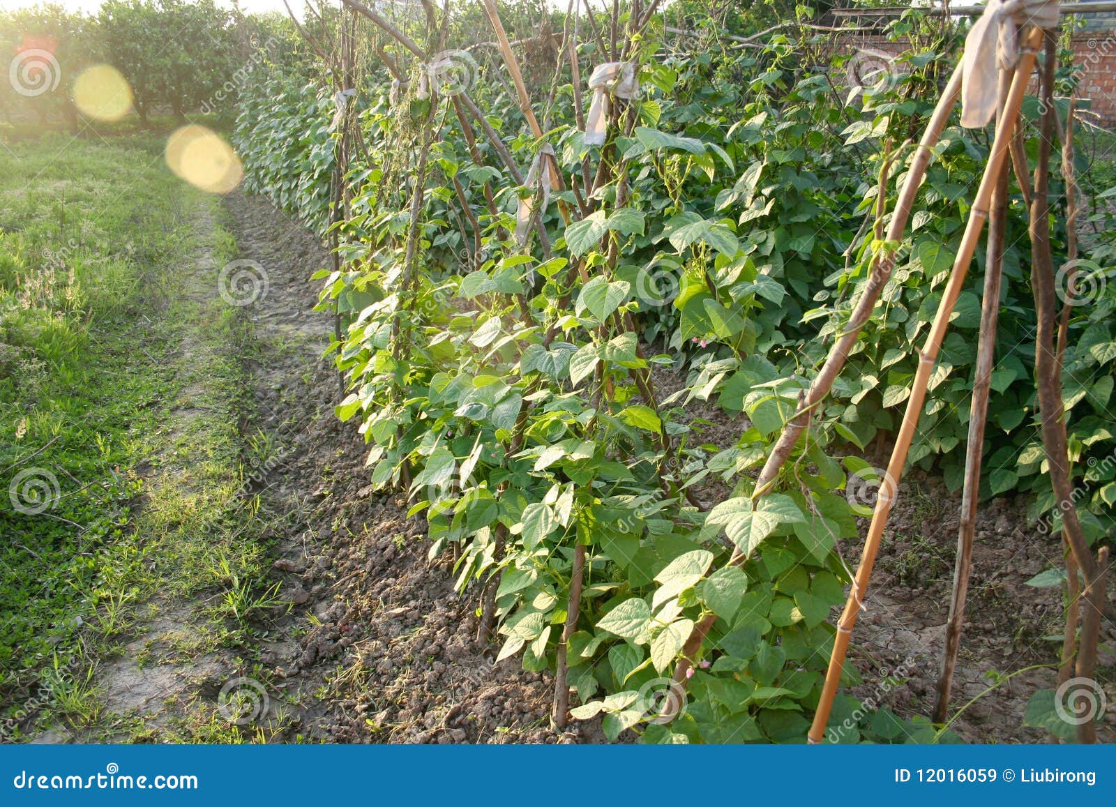 Anbauen der Bohnen stockbild. Bild von bohnenstange, gemüse - 12016059
