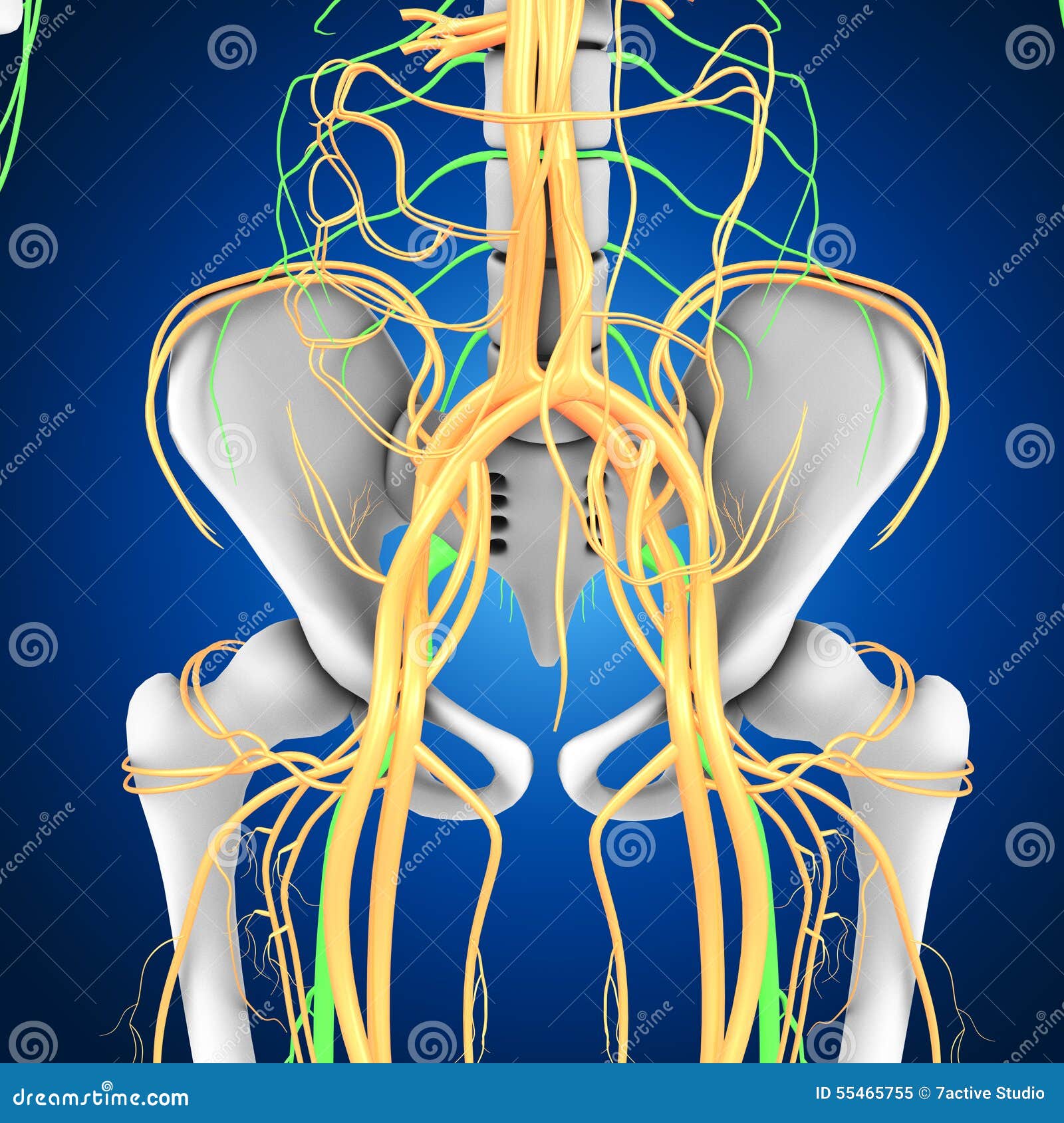 Anca pelvica illustrazione di stock. Illustrazione di cartilagine ...