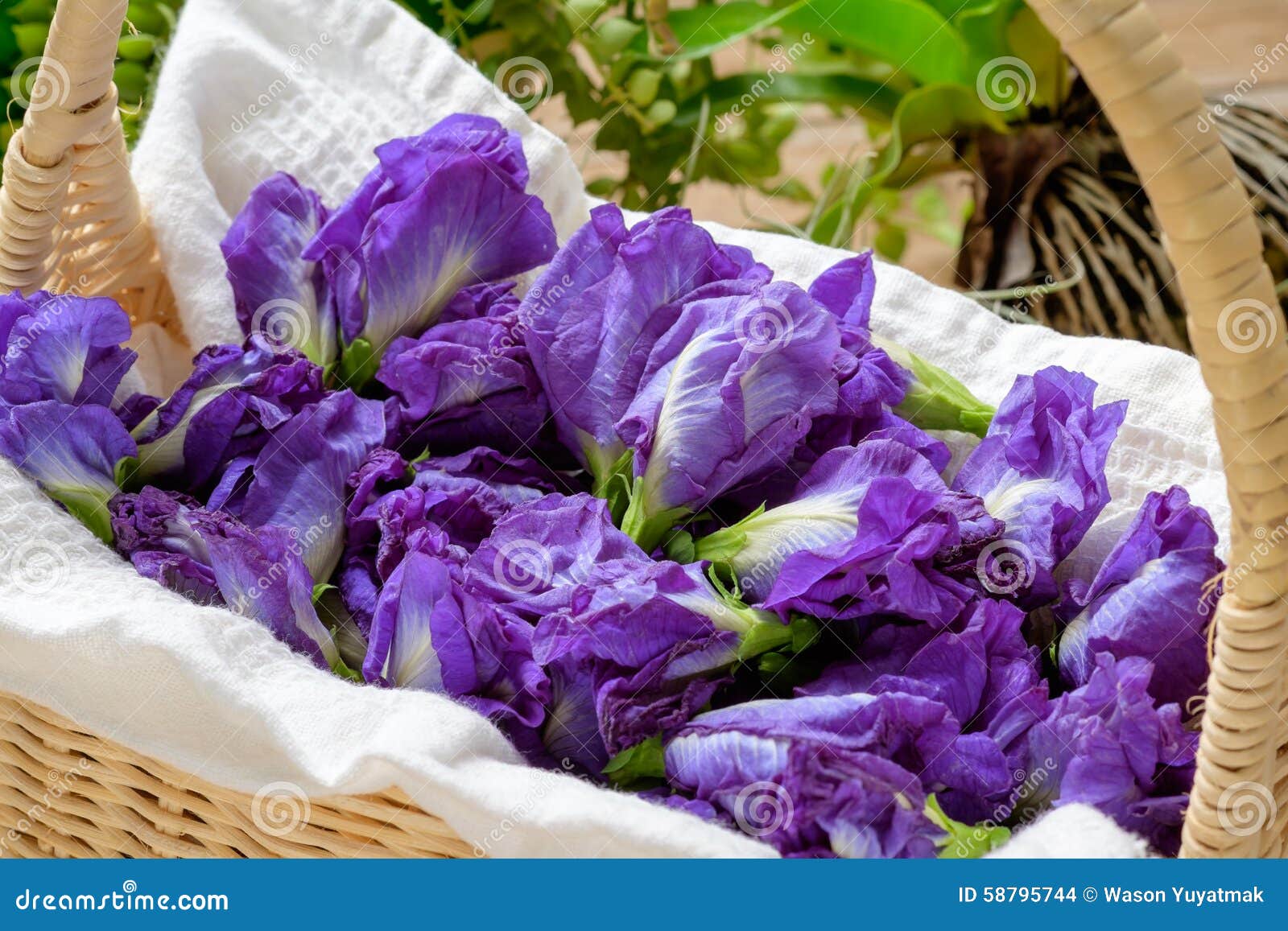 Anchan flowers stock photo. Image of butterfly, bush - 58795744