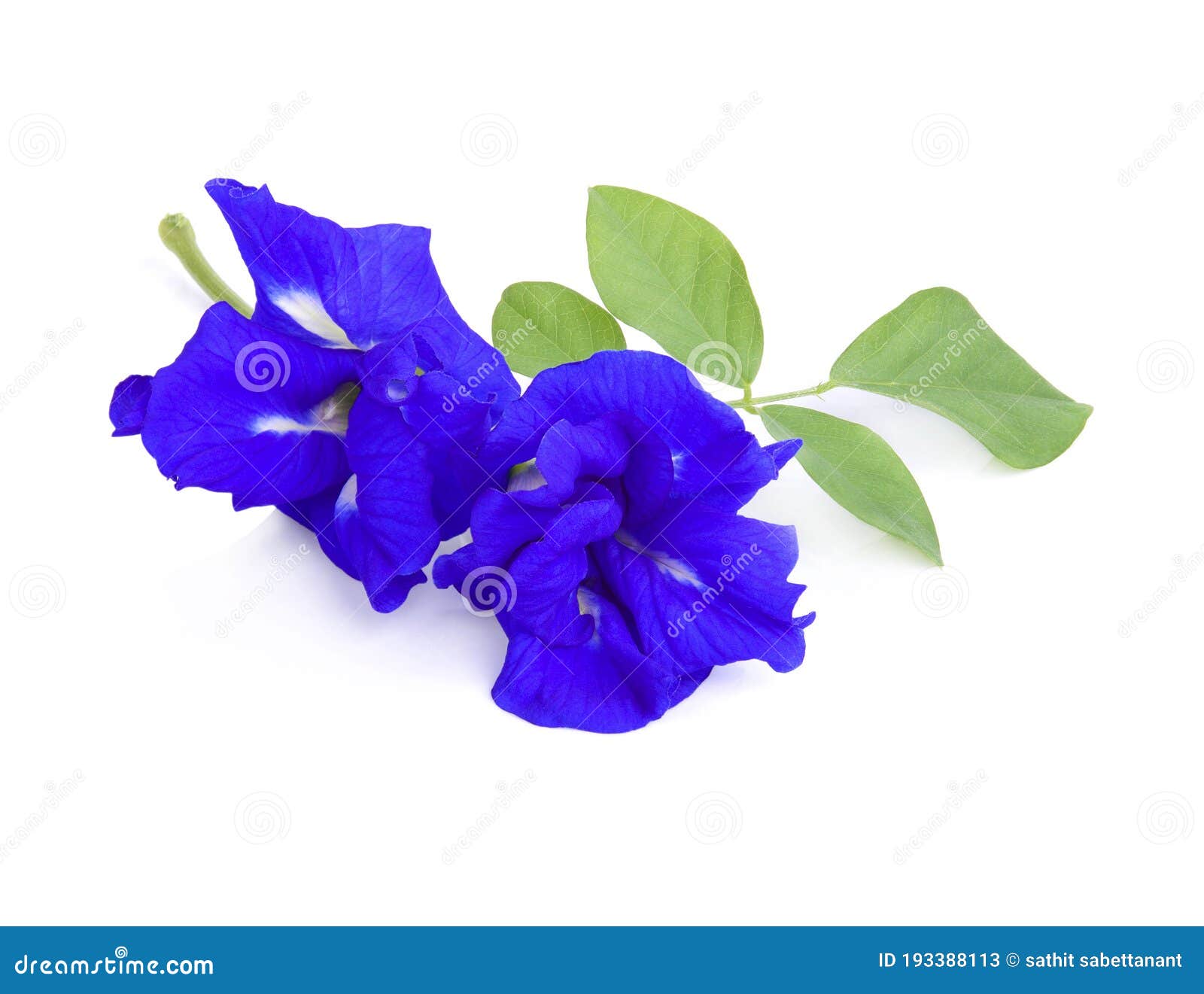 Anchan Flowers with Leaves Isolated on White Background Stock Image ...