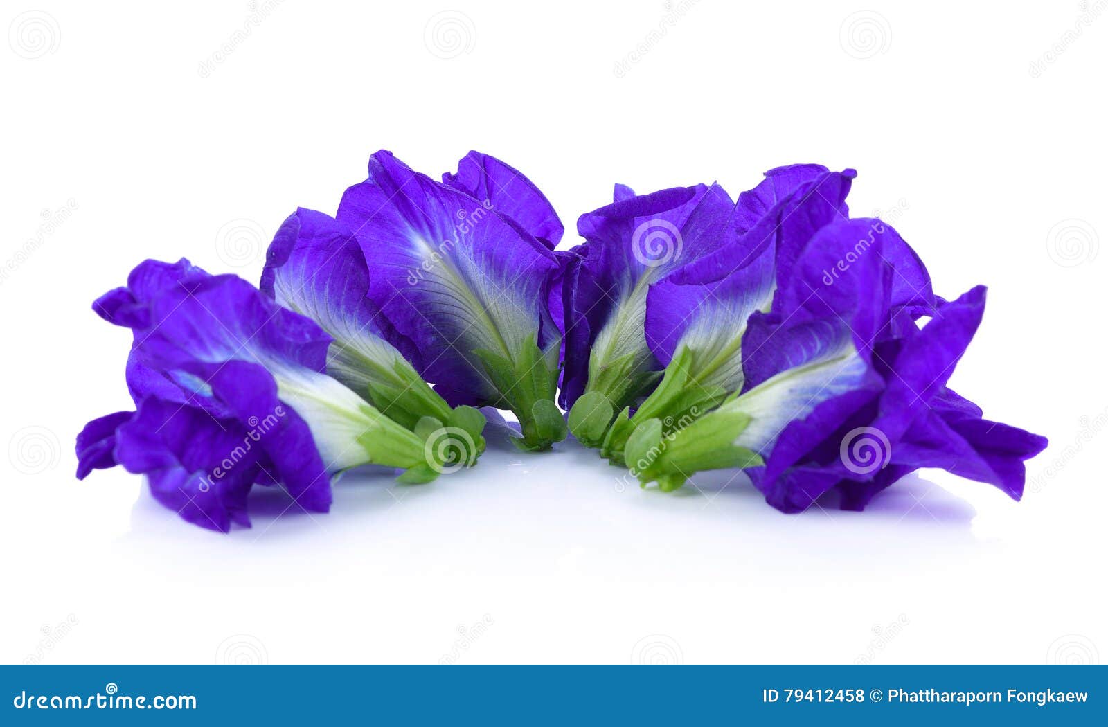 Anchan Flowers White Background. Stock Photo - Image of leaves, blue ...
