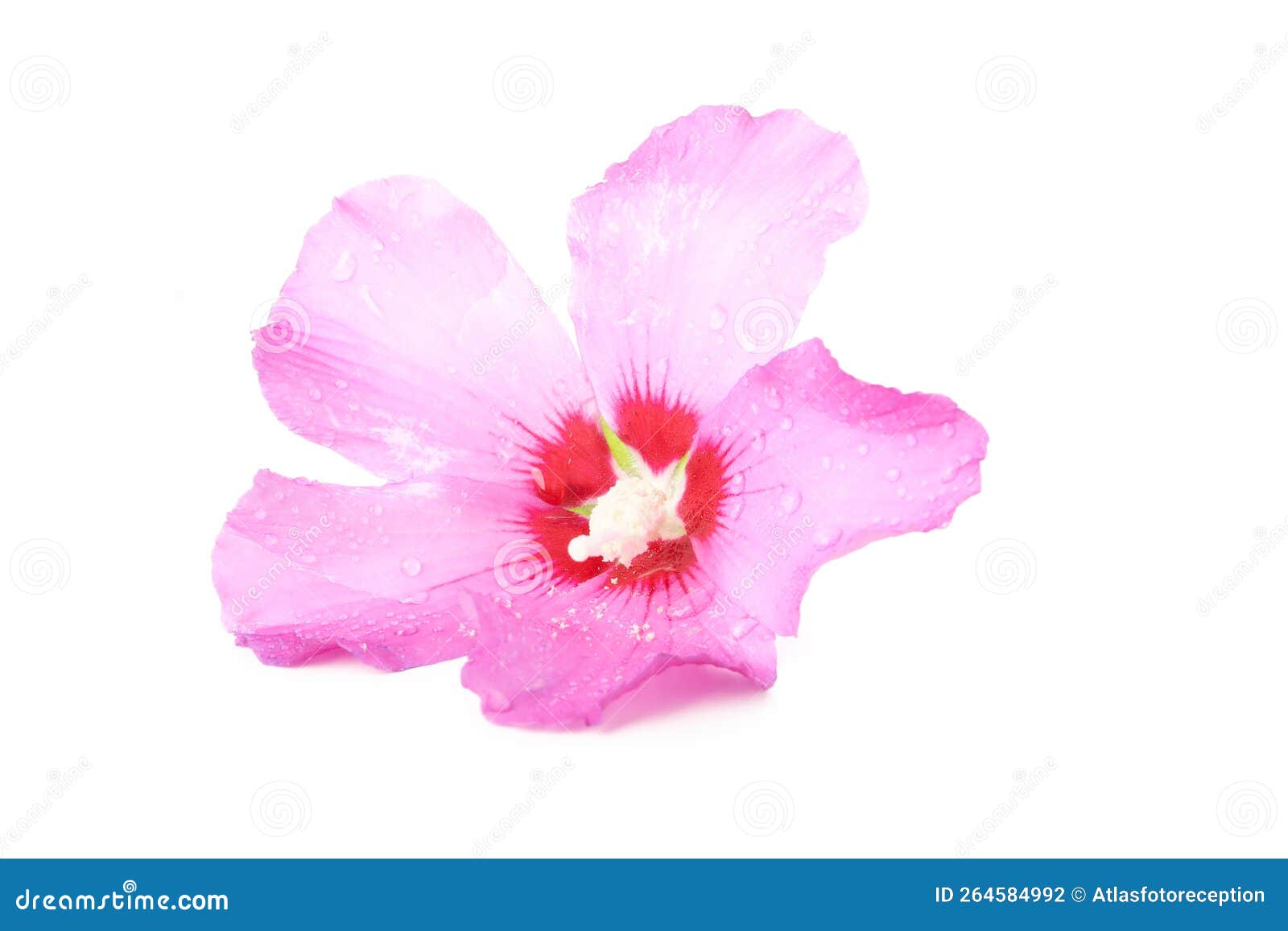 Anchan Tea Flower Isolated on White Background Stock Photo - Image of ...