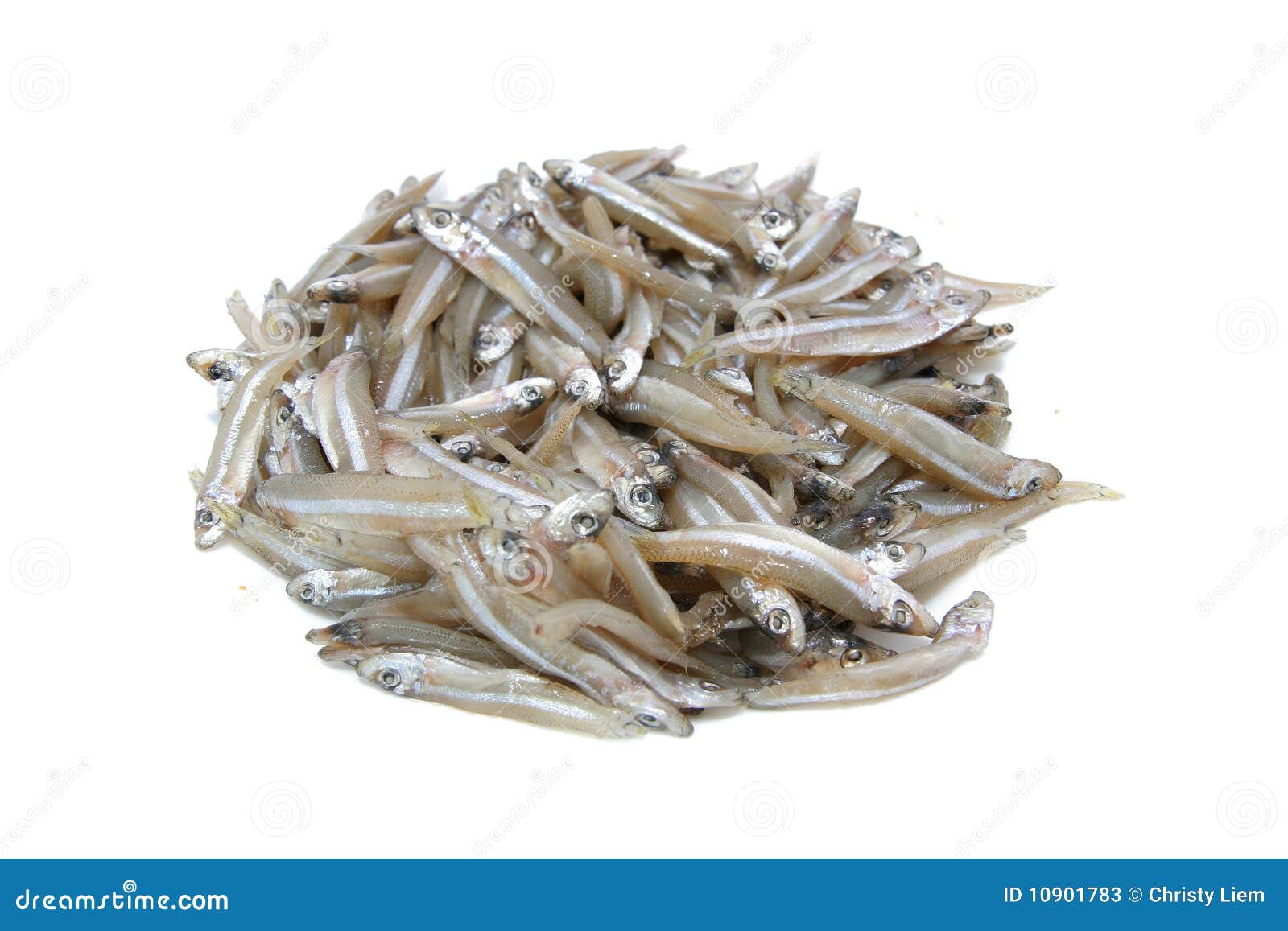 Anchoa fresca imagen de archivo. Imagen de océano, pesca - 10901783