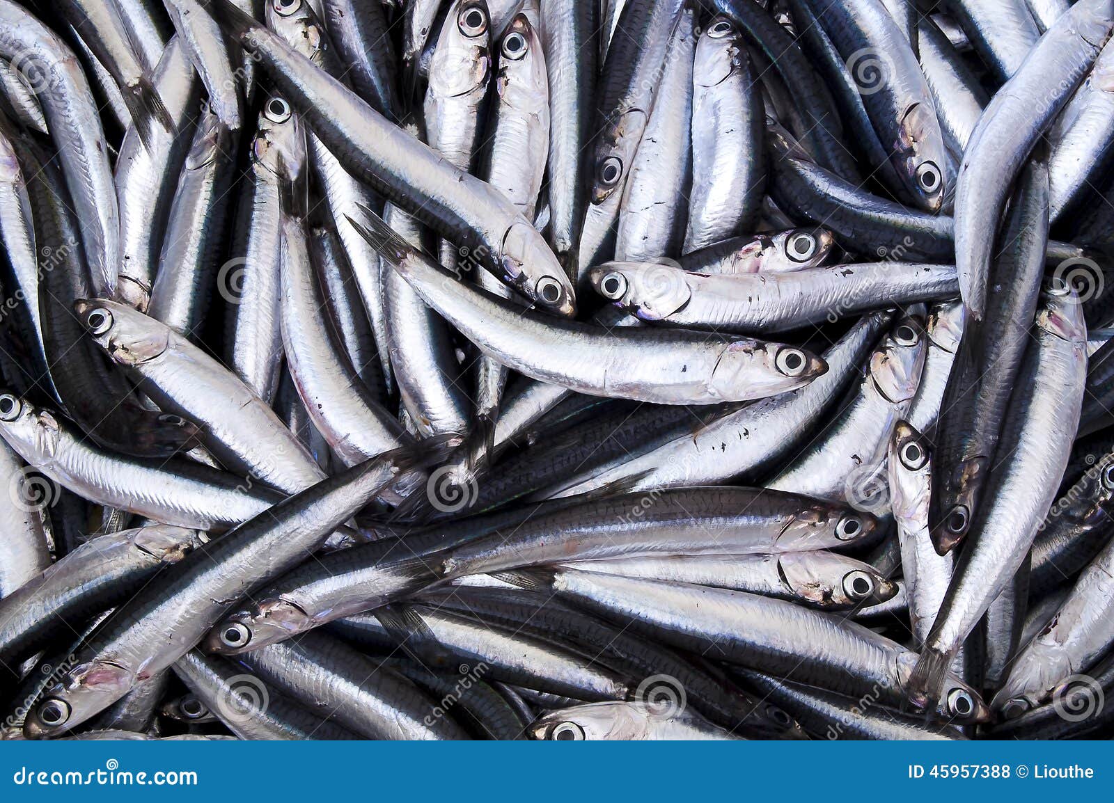 Anchoas frescas foto de archivo. Imagen de grecia, aislado - 45957388