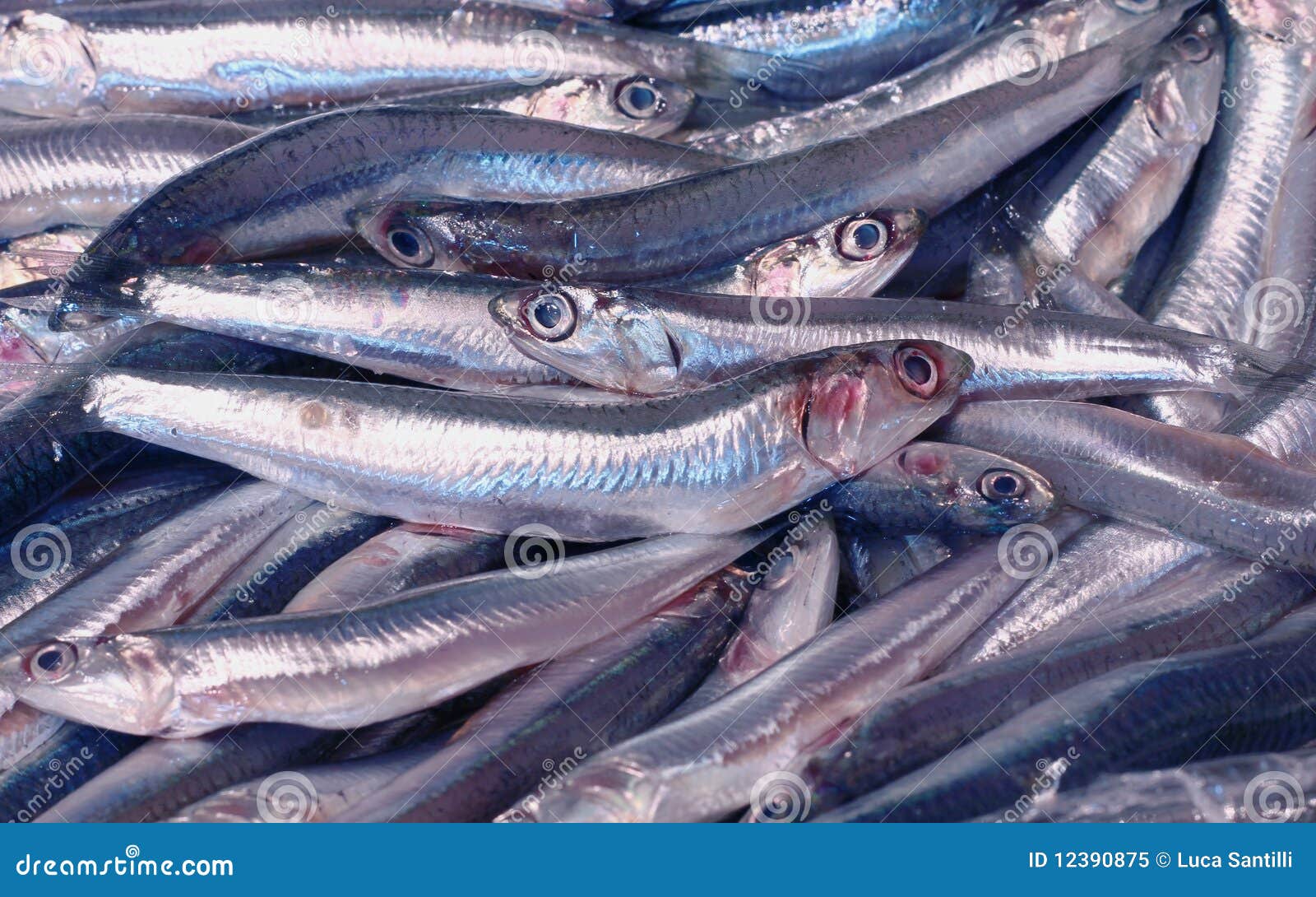 Anchois image stock. Image du traditionnel, tranché, couche - 12390875