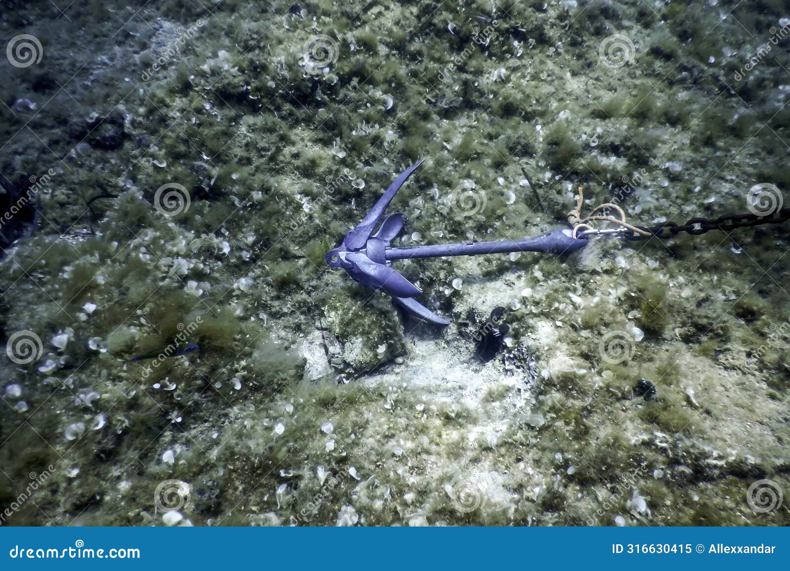 Anchor Lying on the Seabed stock image. Image of wildlife - 316630415