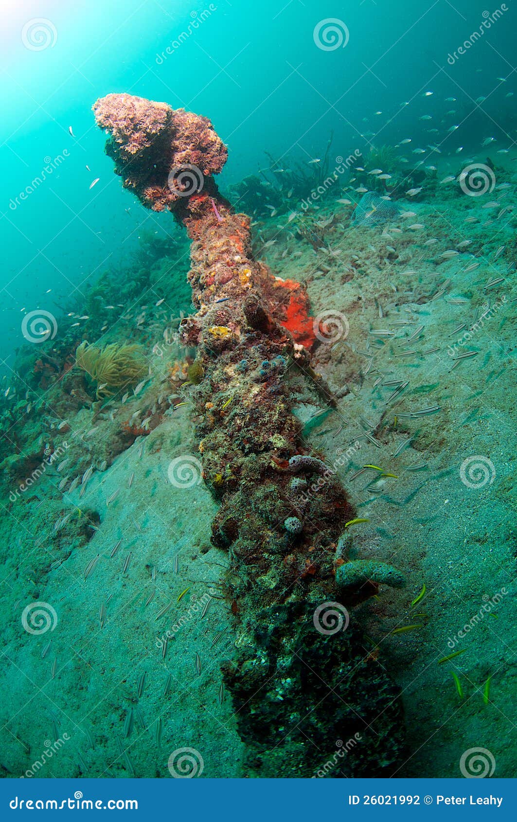Anchor on a reef stock photo. Image of fish, water, underwater - 26021992