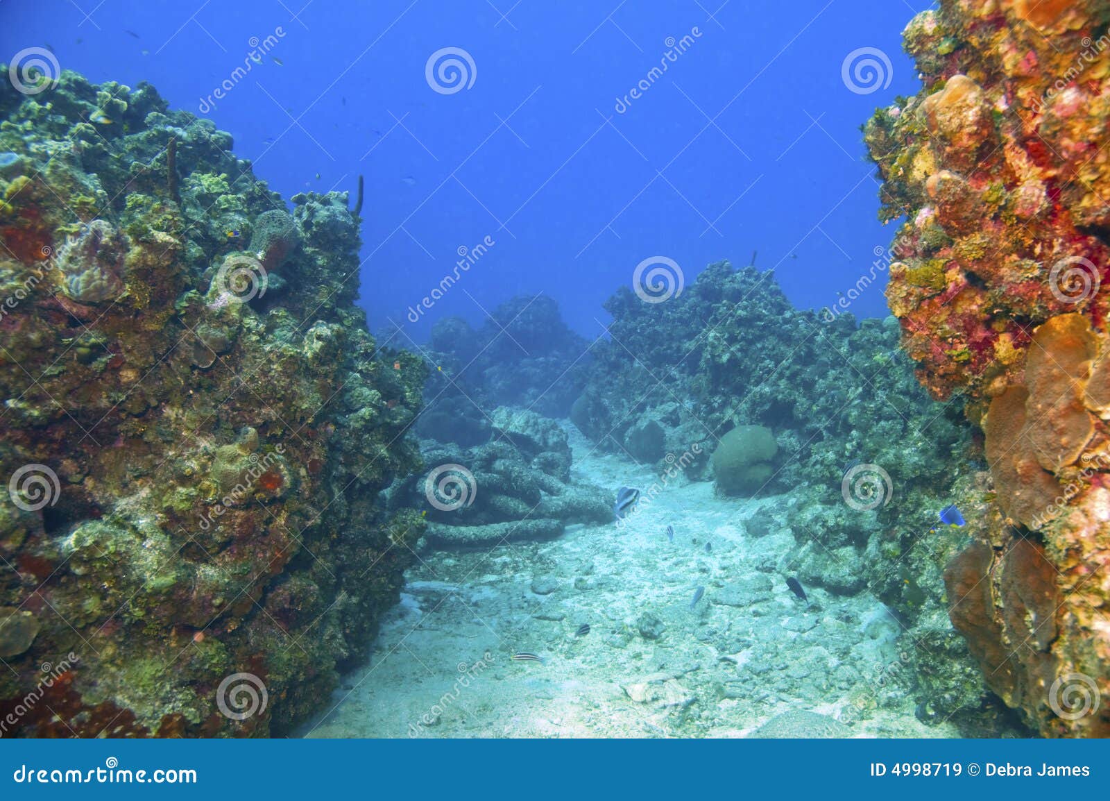 Anchor Rope in Sand between Coral Reef Sections Stock Image - Image of ...