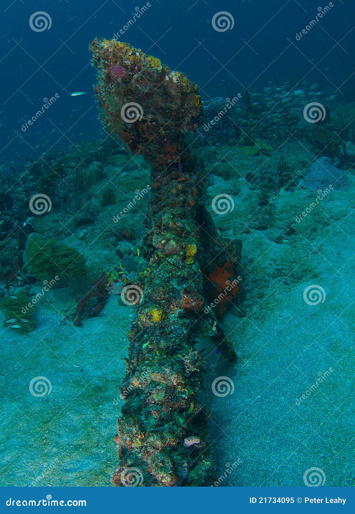 Anchor on a Tropical Reef stock image. Image of aquarium - 21734095