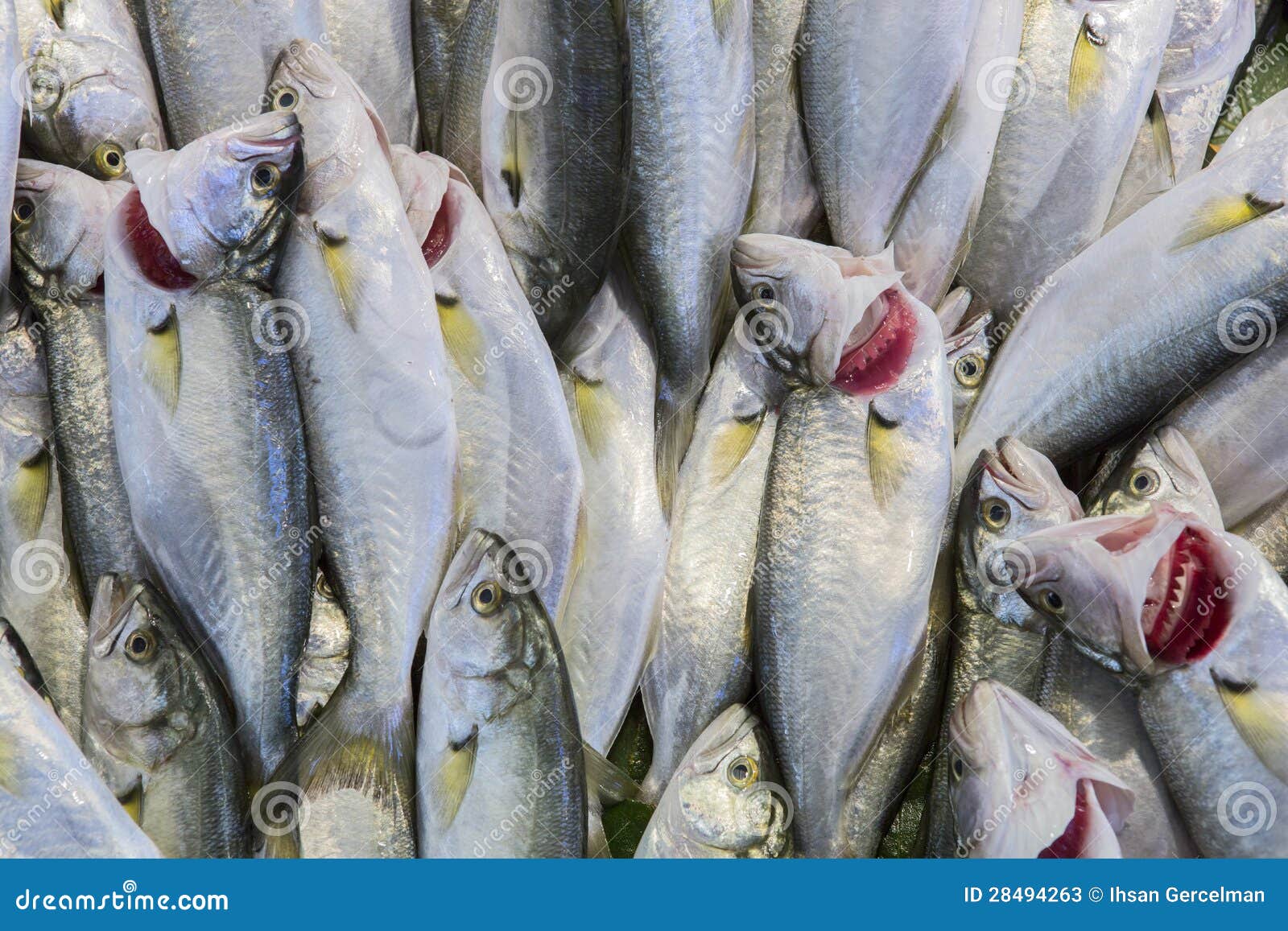 Anchova imagem de stock. Imagem de macro, animal, inoperante - 28494263