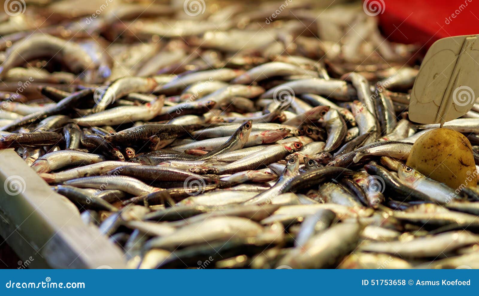 Anchova Do Vendedor De Peixe Na Espanha Com Moscas Foto de Stock ...