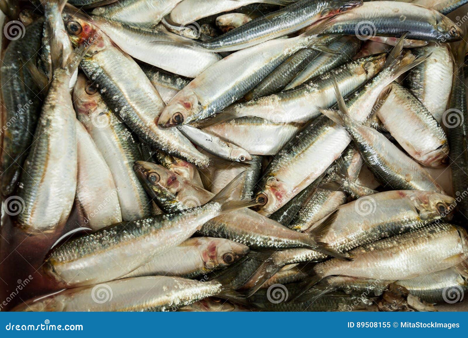 Anchova dos peixes de mar imagem de stock. Imagem de peixes - 89508155