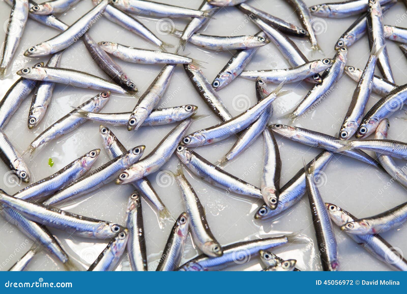 Anchovas No Mercado De Peixes Foto de Stock - Imagem de oceano ...