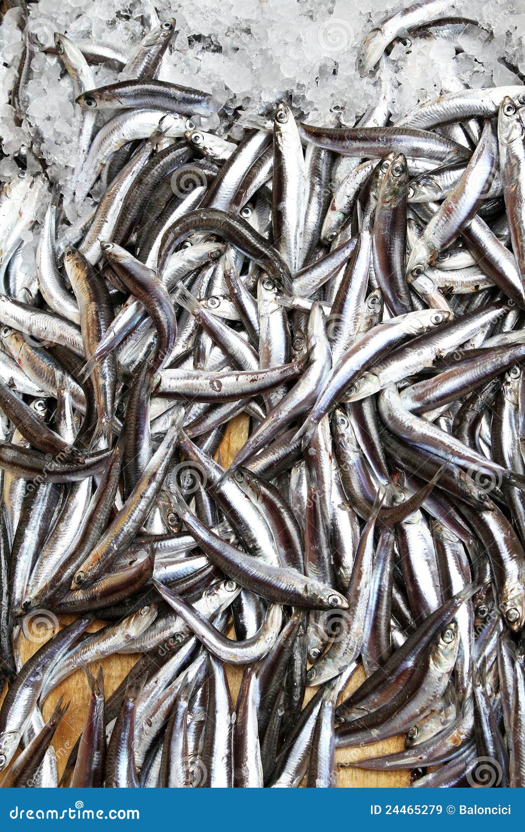 Anchovy stock image. Image of catch, fish, fresh, food - 24465279