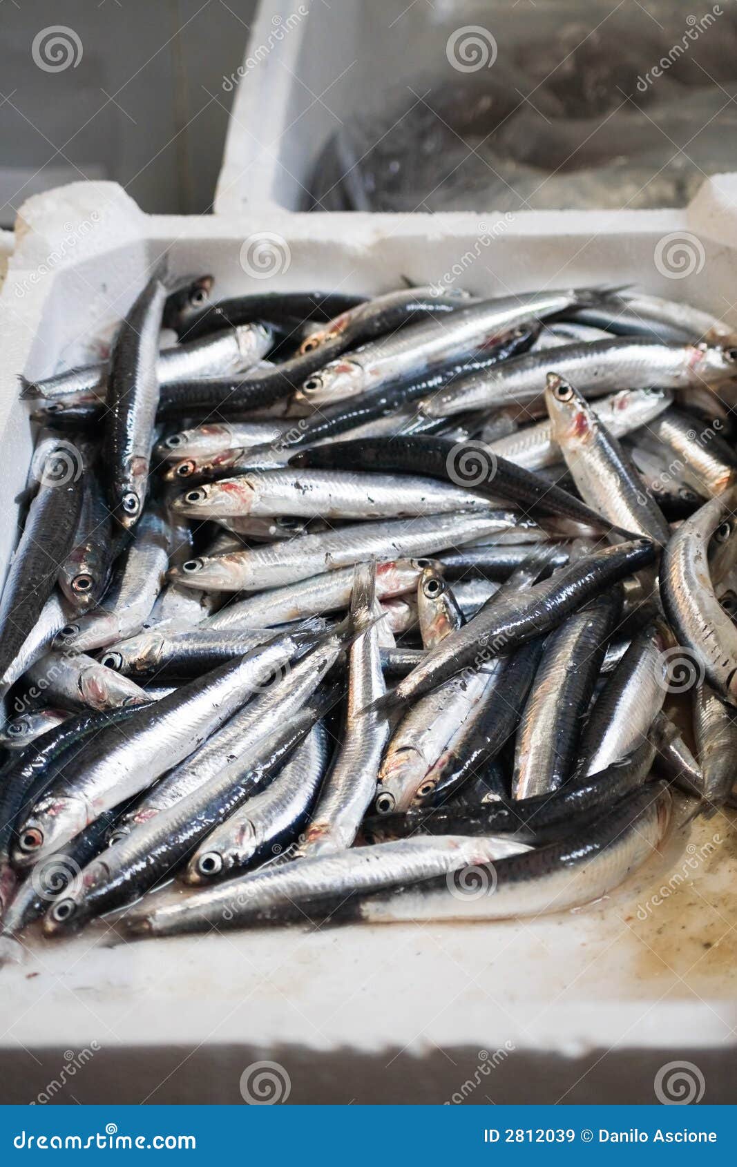 Anchovy stock image. Image of freshness, fishing, dead - 2812039