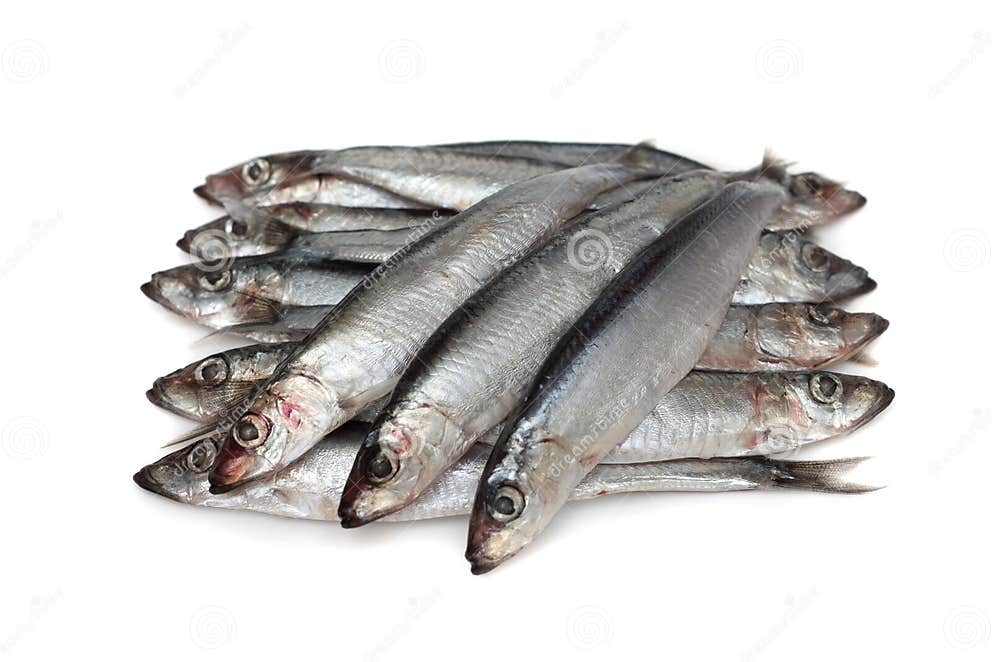 Anchovy stock image. Image of eating, tasty, fishing, anchovy - 3582421