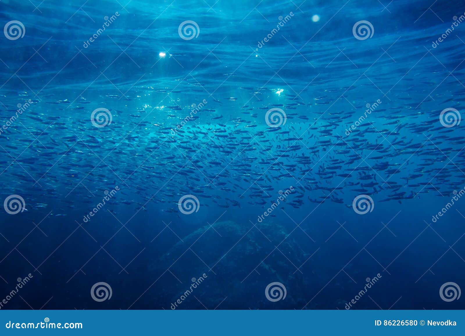 Anchovy in a deep blue sea stock photo. Image of background - 86226580