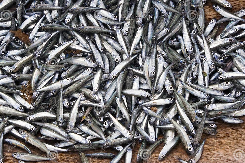 Anchovy Fish stock image. Image of ocean, fresh, abundant - 1525967