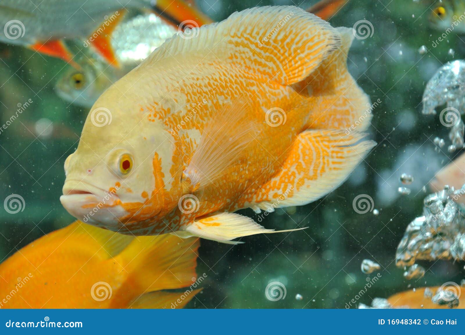 Anchovy fish stock photo. Image of fish, beautiful, swim - 16948342