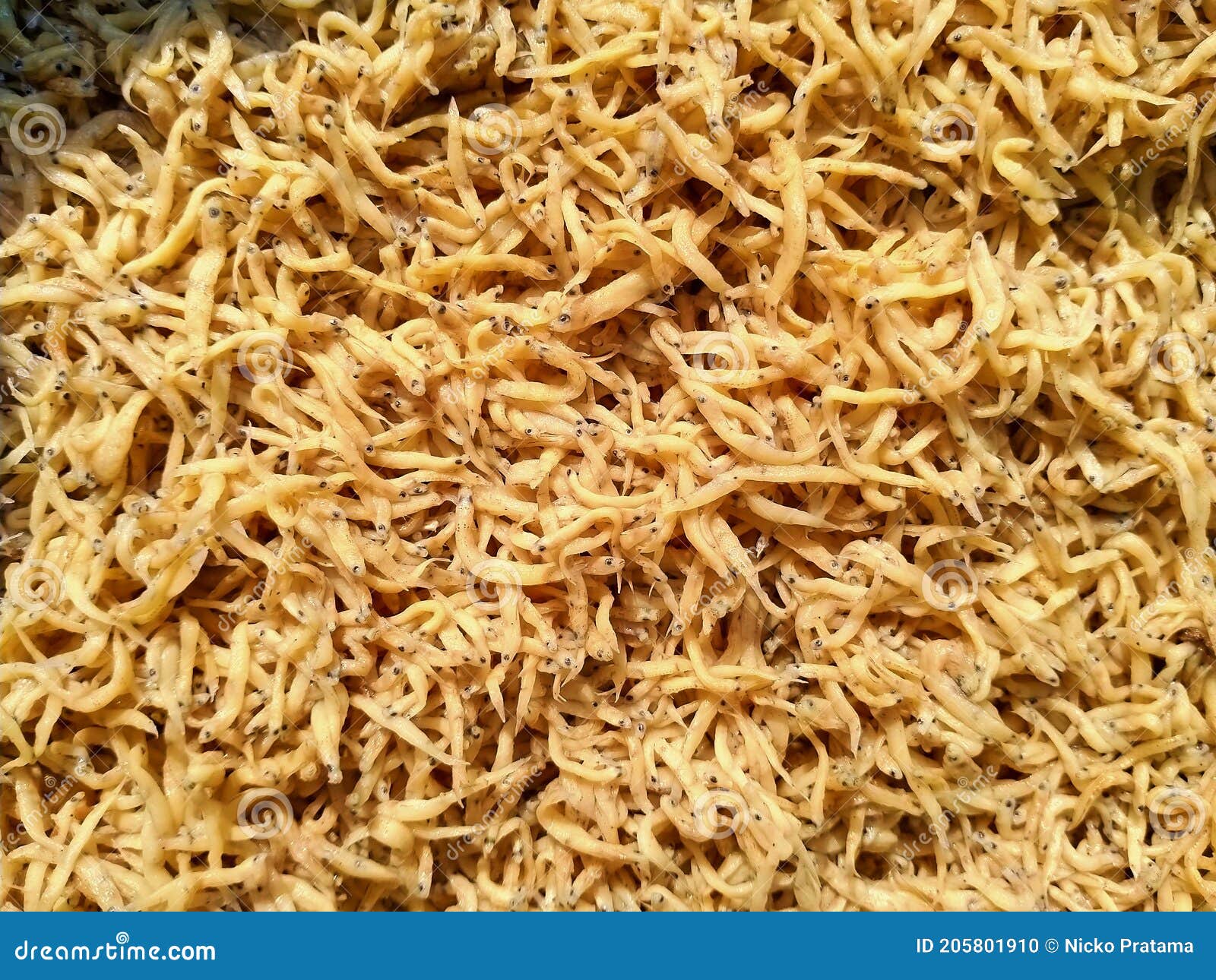 Anchovy Fish Ikan Teri stock photo. Image of anchovy - 205801910