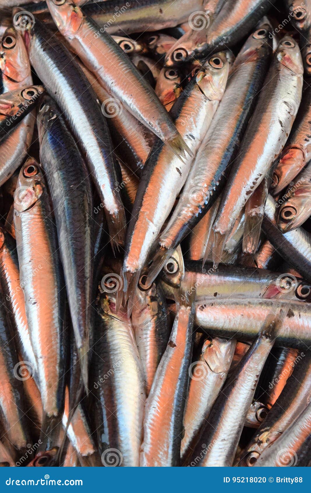 Anchovy stock photo. Image of italiaans, sicily, markt - 95218020