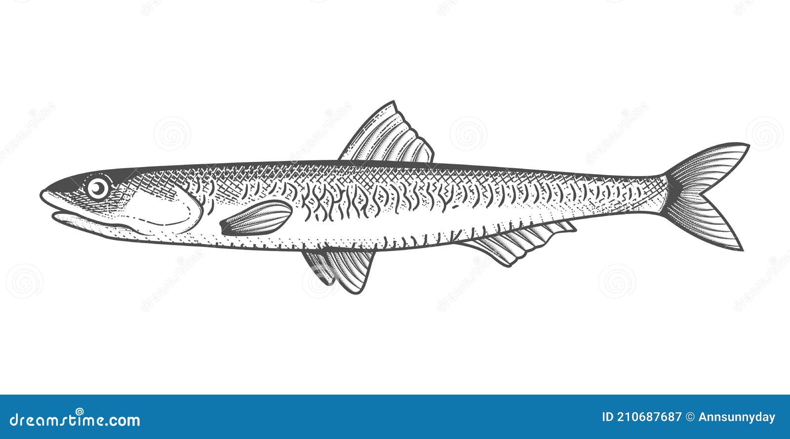 Anchovy Hand Drawn Vector Illustration. Abstract Fish Sketch. Engraving ...
