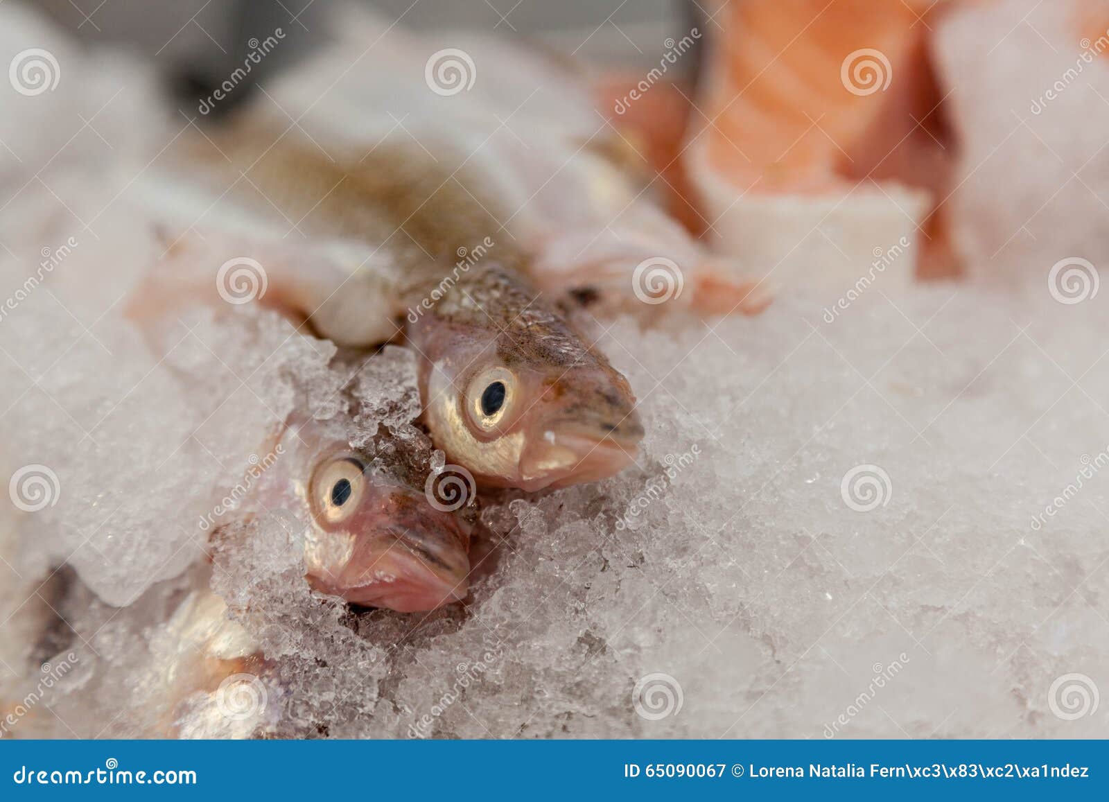 Anchovy stock image. Image of hake, dead, local, buying - 65090067