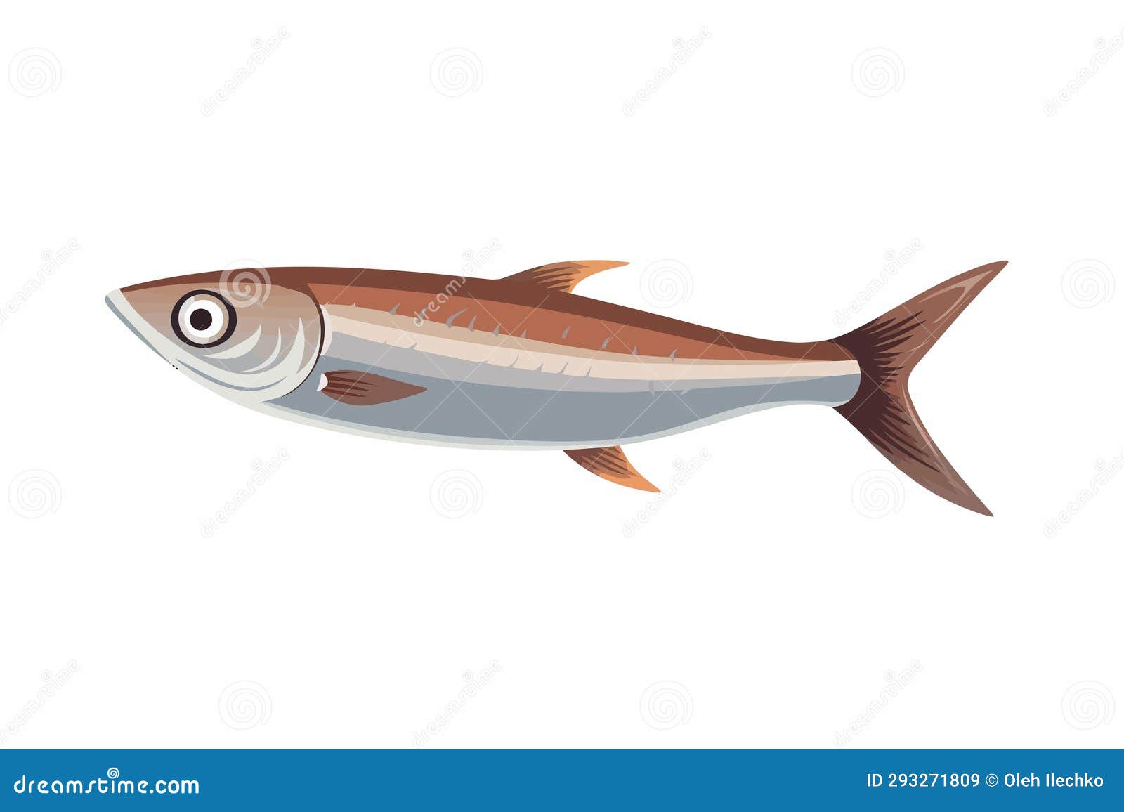 Anchovy Vector Flat Minimalistic Isolated Illustration Stock Vector ...
