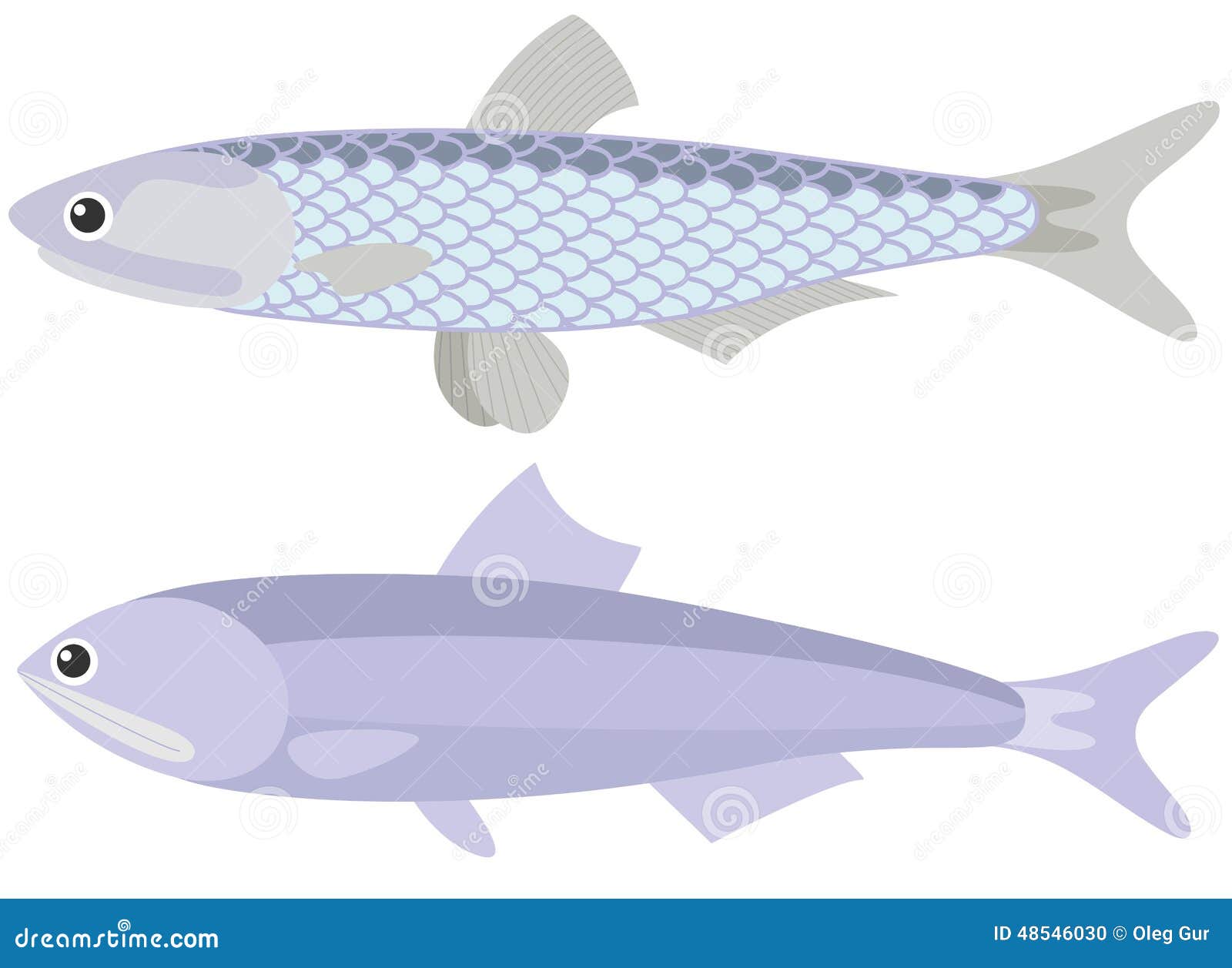 Anchovy Vector Illustration. Anchovy Fish On White Background. Anchovy ...