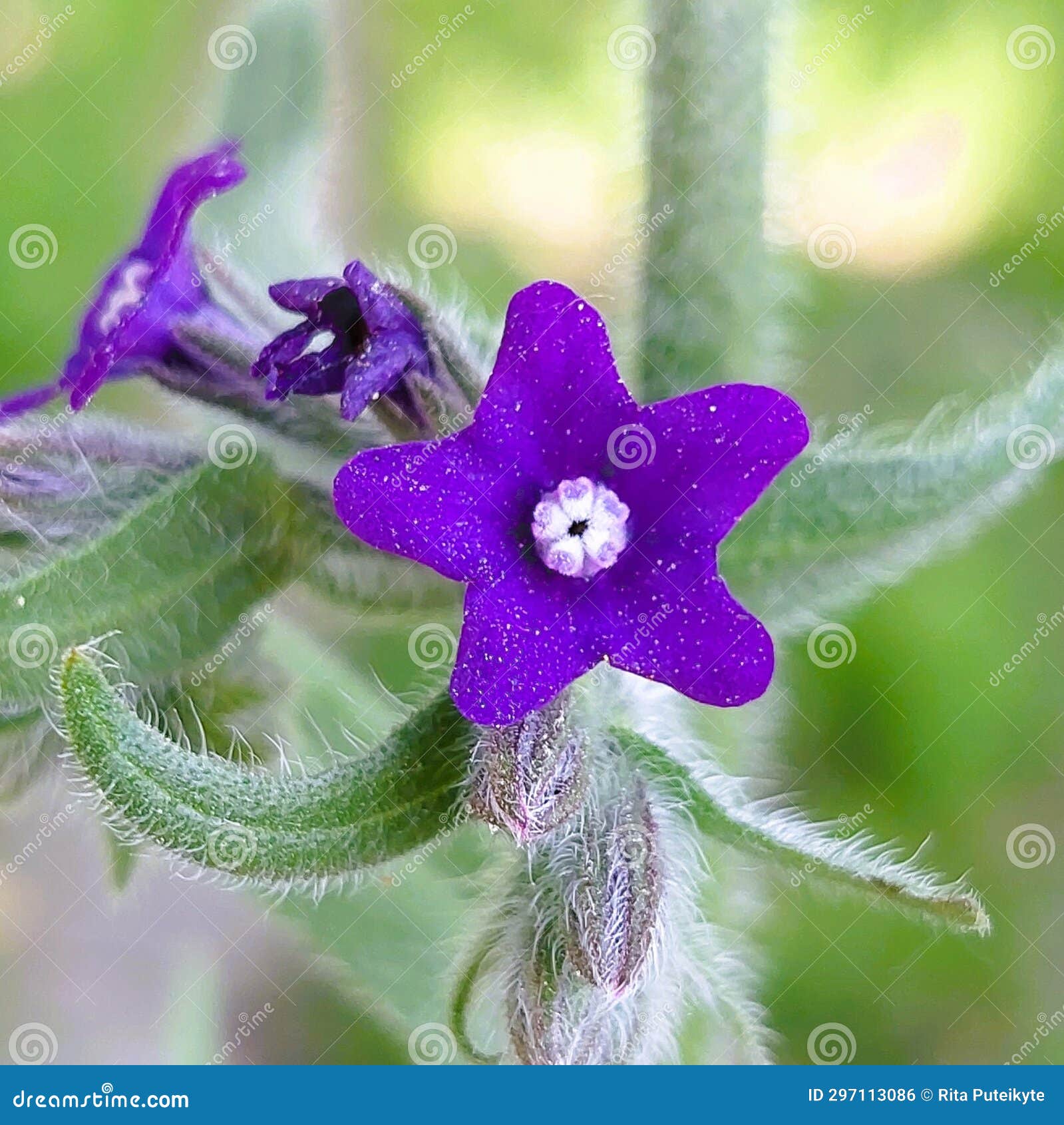 Common bugloss stock photo. Image of wildflower, alkanet - 297113086