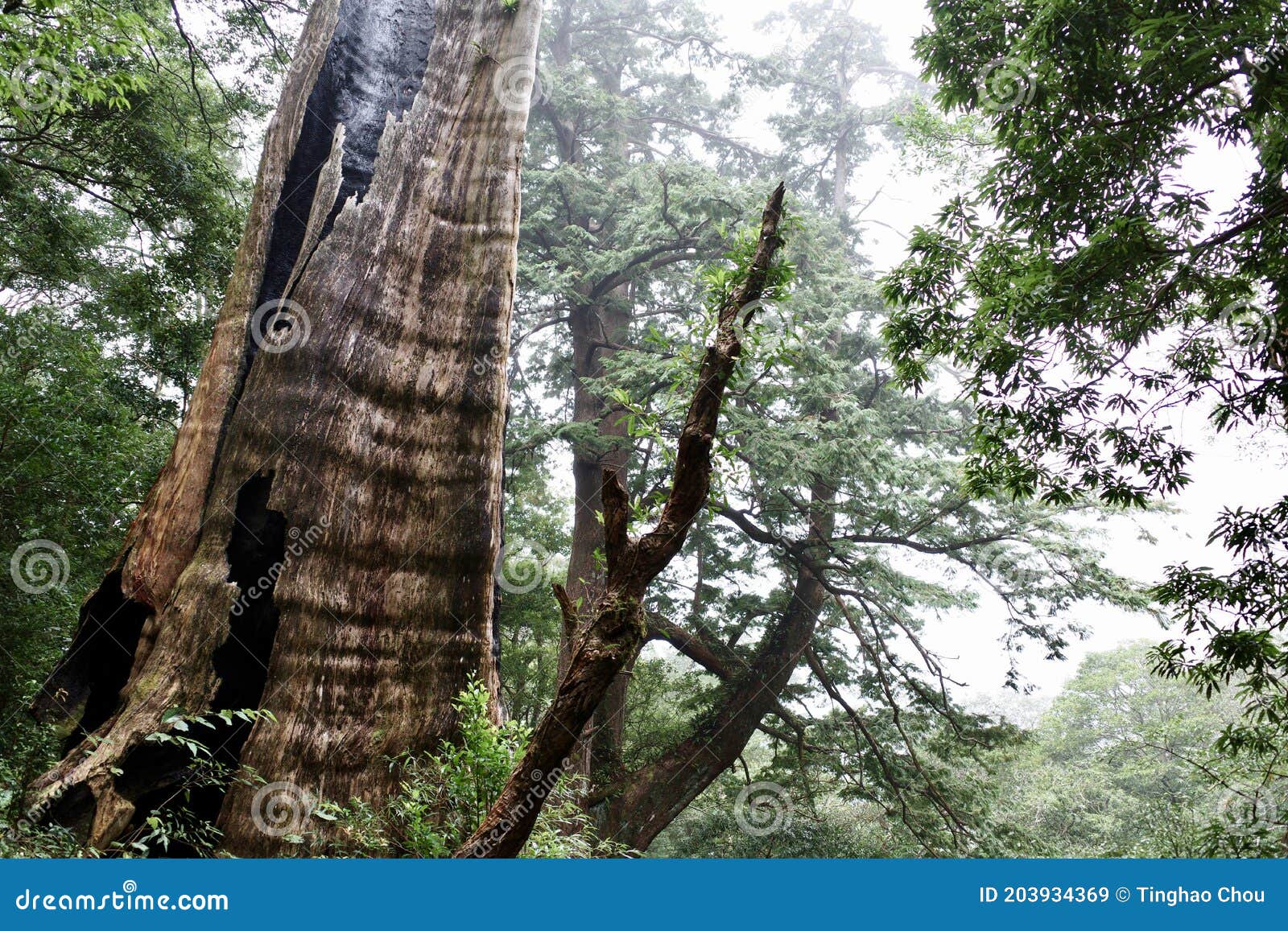 Ancient, Aged, Beautiful Old Tree Standing in Forest. Stock Image ...
