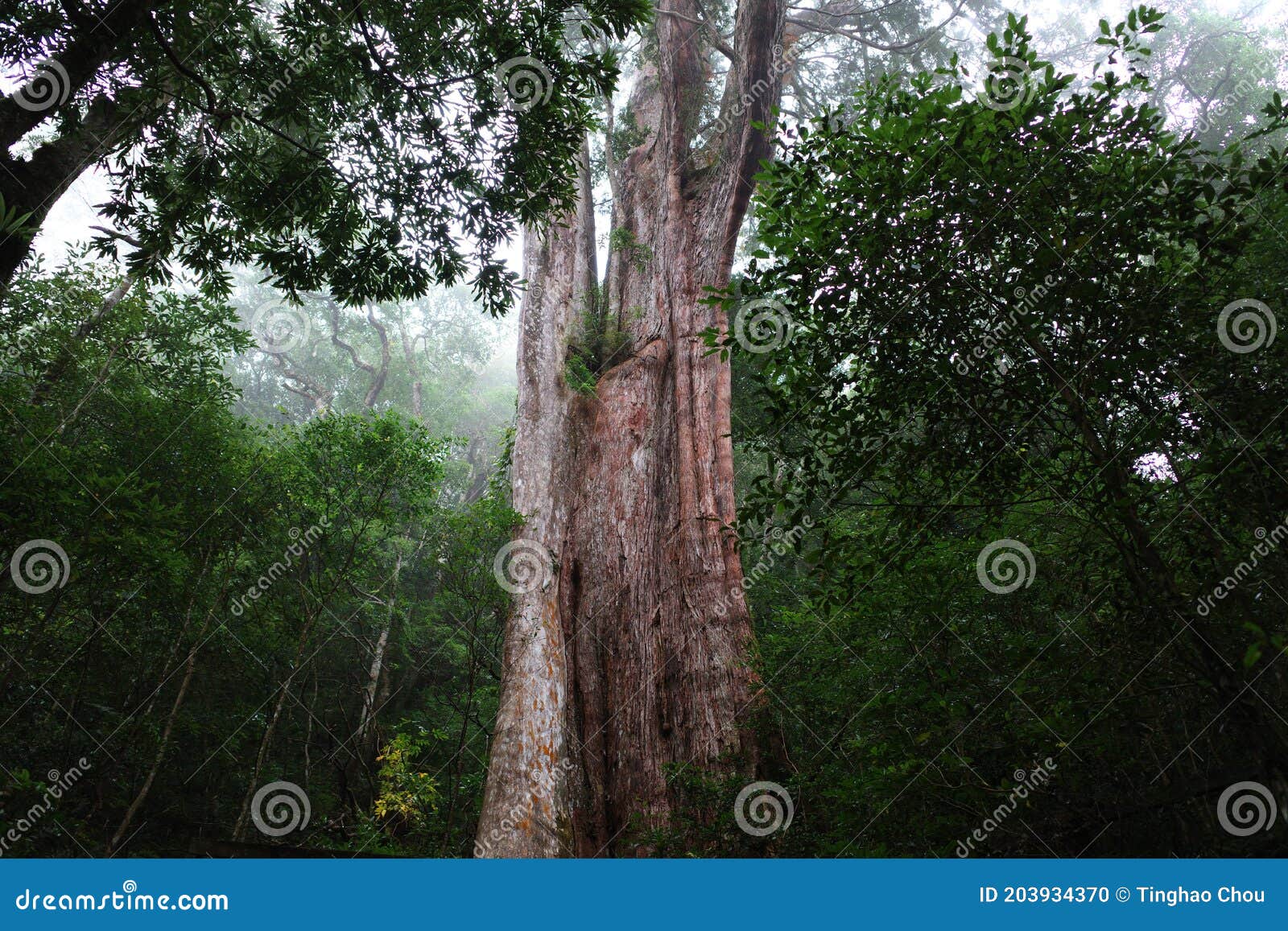 Ancient, Aged, Beautiful Old Tree Standing in Forest. Stock Photo ...