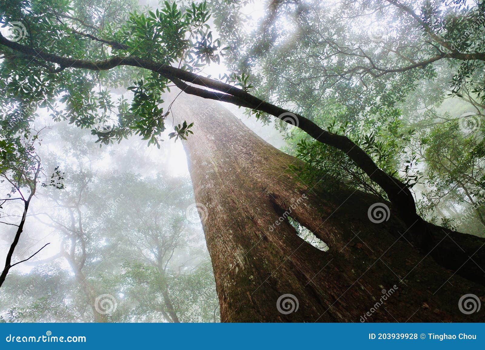 Ancient, Aged, Beautiful Old Tree Standing in Forest. Stock Photo ...