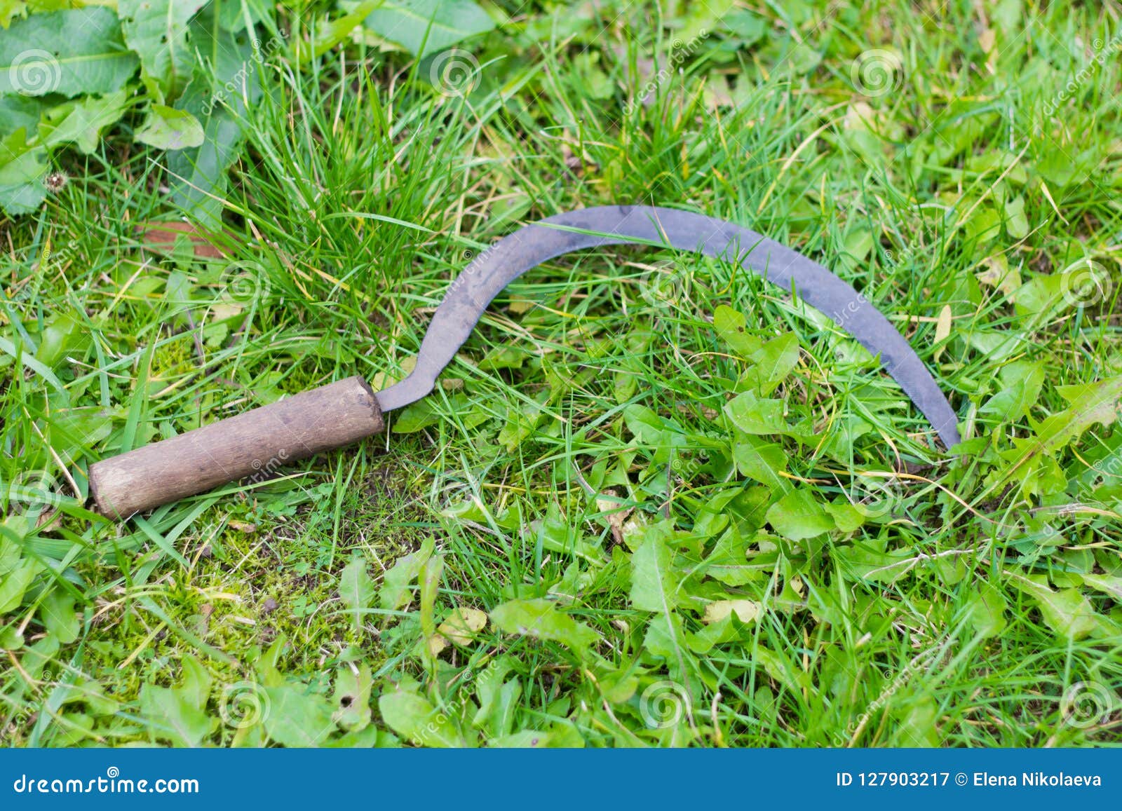 Ancient Agricultural Tools, Old Rusty Sickle Lying on the Grass. Stock ...