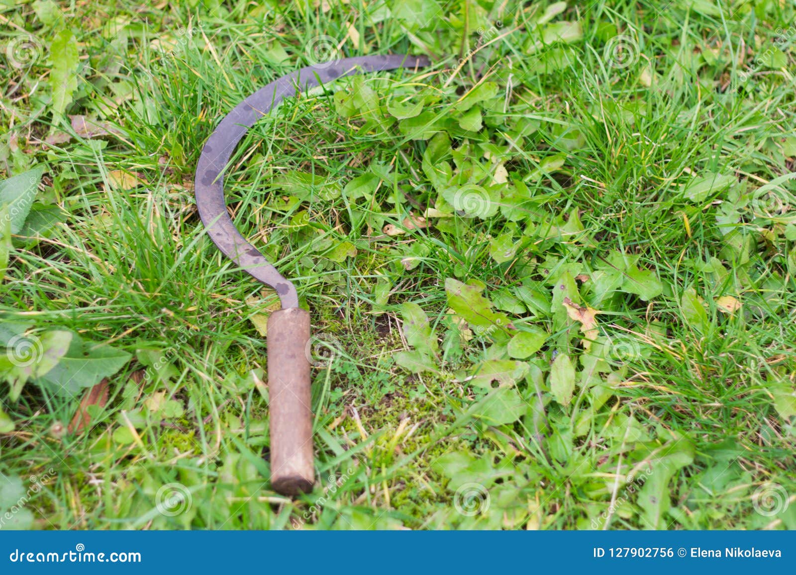 Ancient Agricultural Tools, Old Rusty Sickle Lying on the Grass. Stock ...
