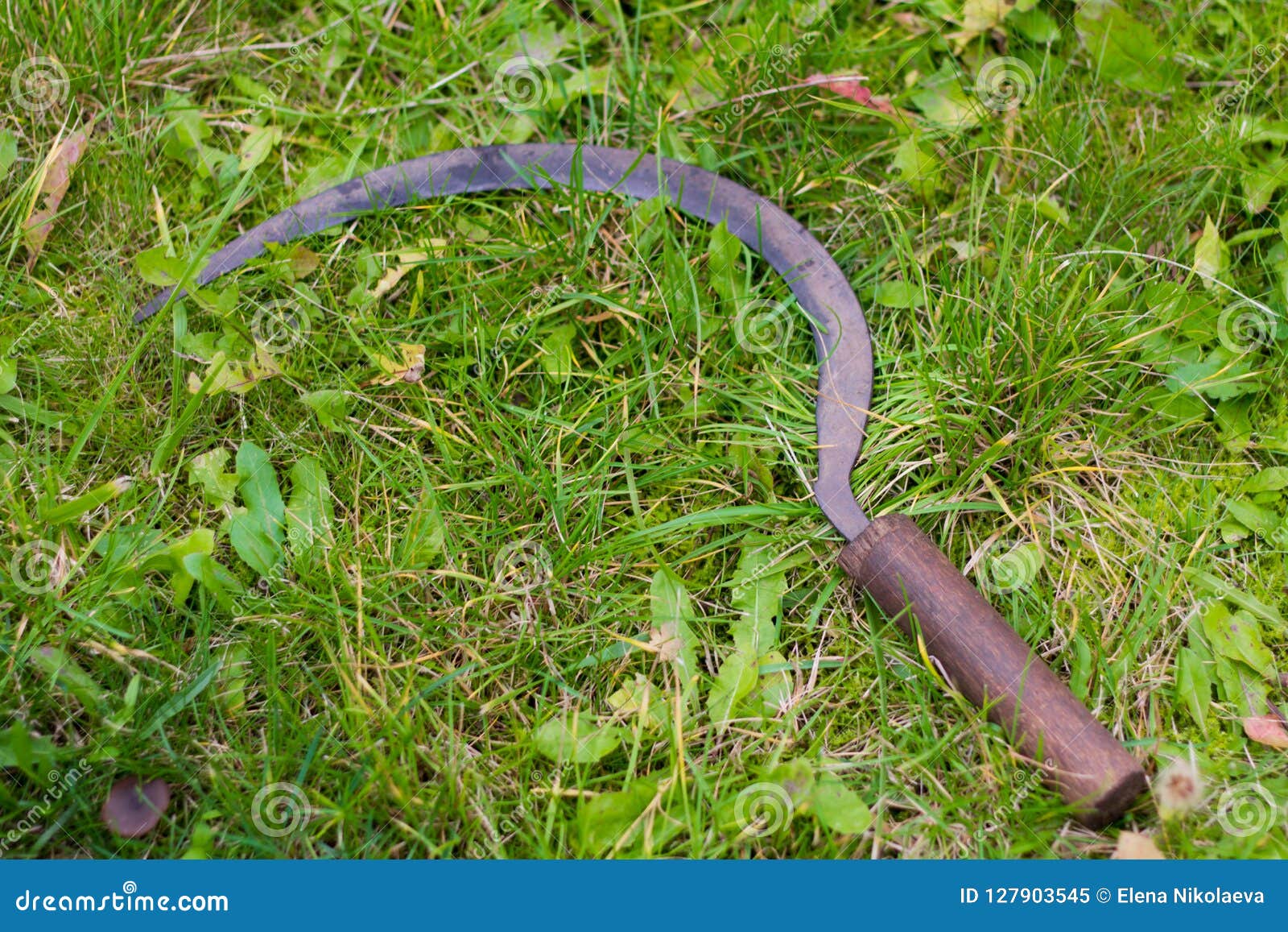 Ancient Agricultural Tools, Old Rusty Sickle Lying on the Grass. Stock ...