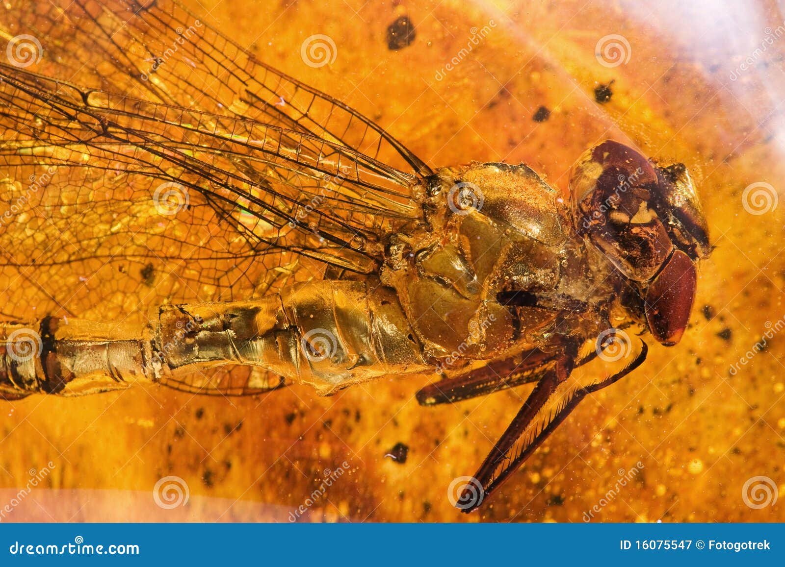 Prehistoric Insects In Amber