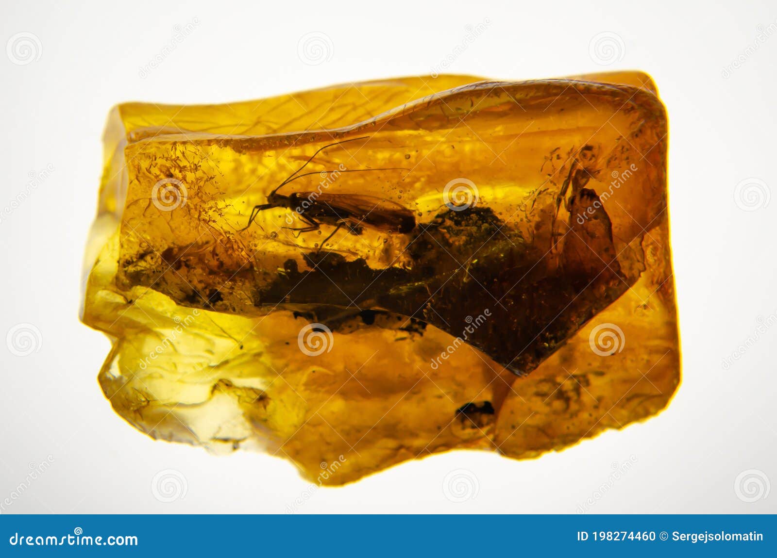 Ancient Amber with Insects Inside. Stock Photo - Image of texture ...