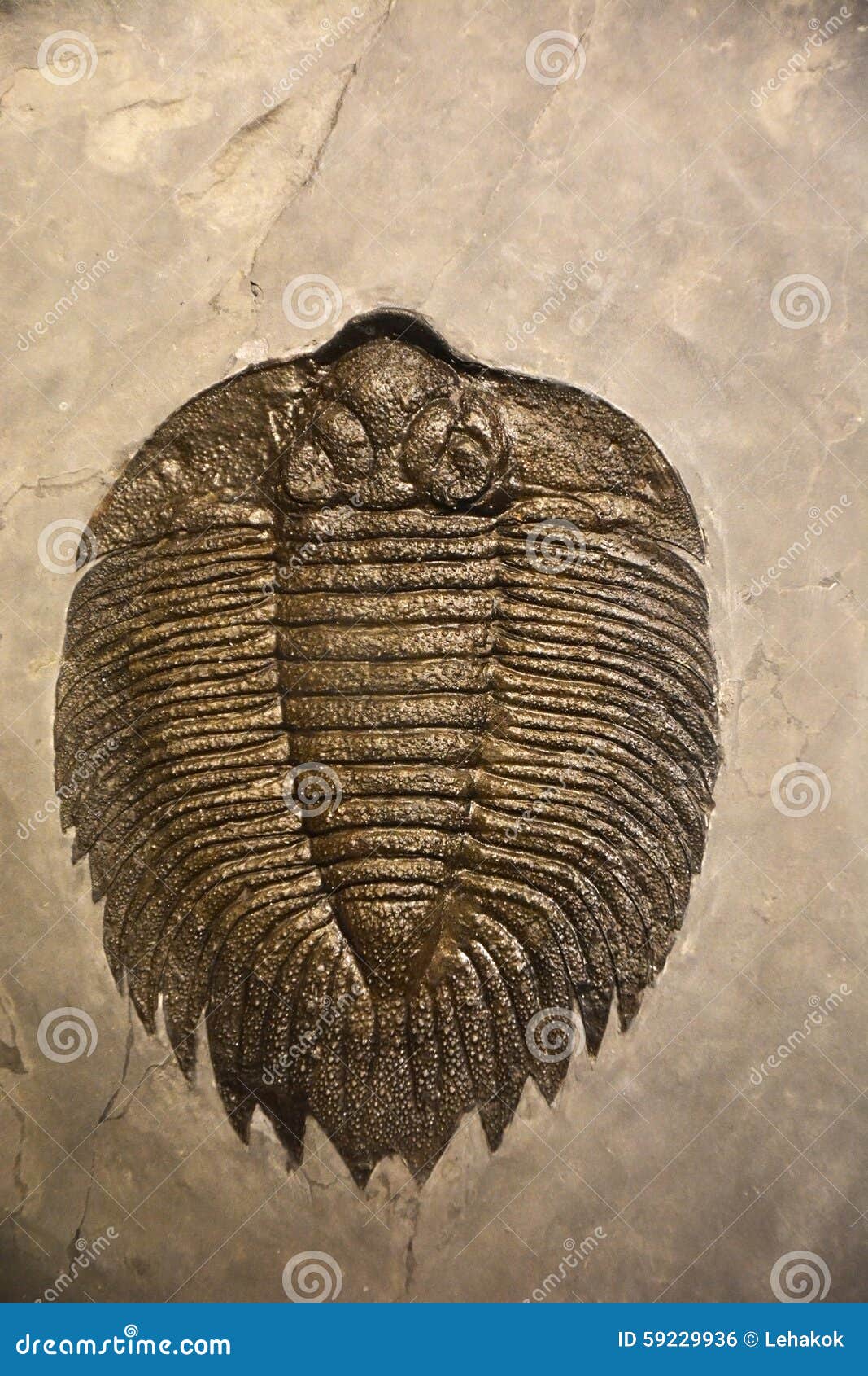Ancient animal fossil stock photo. Image of history, arthropod - 59229936