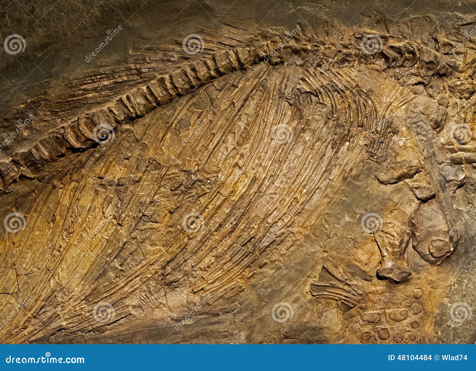 Ancient Animals Fossils in the Rock Stock Photo - Image of skeleton ...