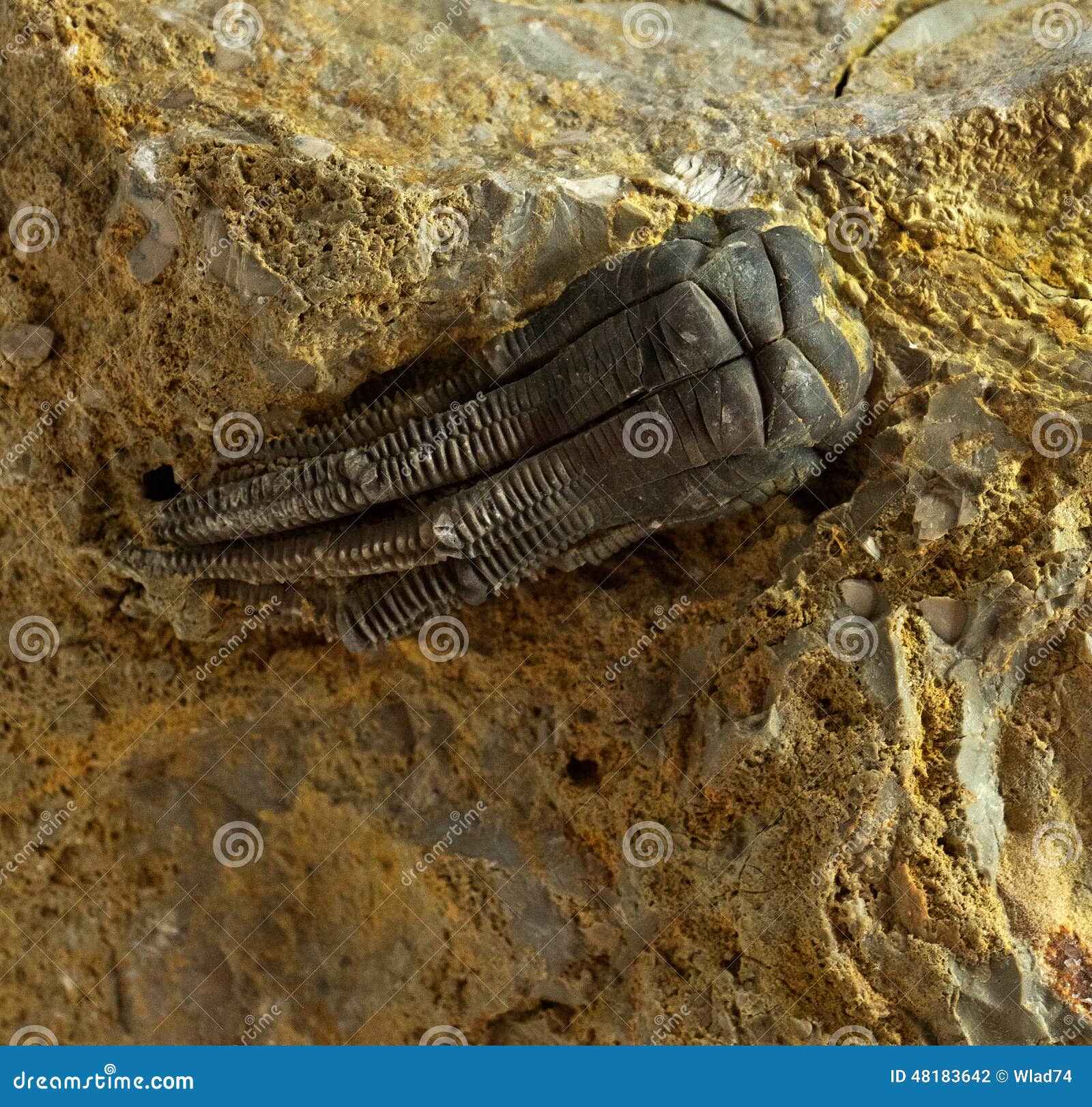 Ancient Animals Fossils in the Rock Stock Photo - Image of geological ...
