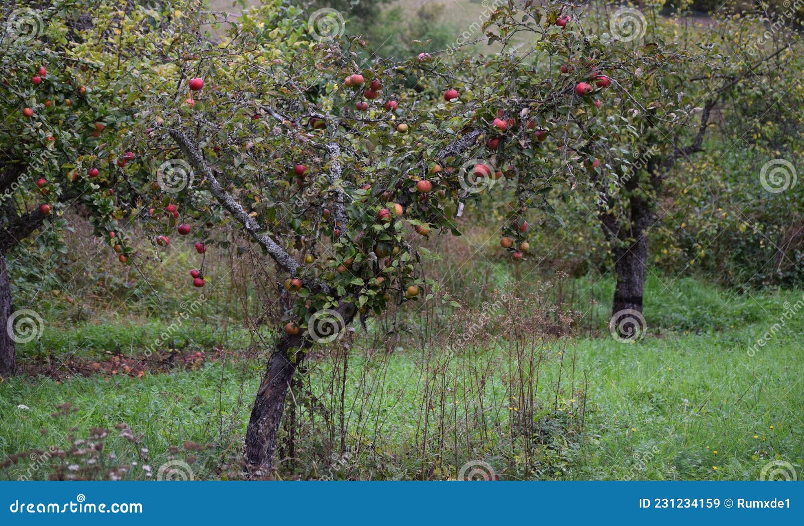 Ancient Apple trees stock image. Image of trees, cultivation - 231234159