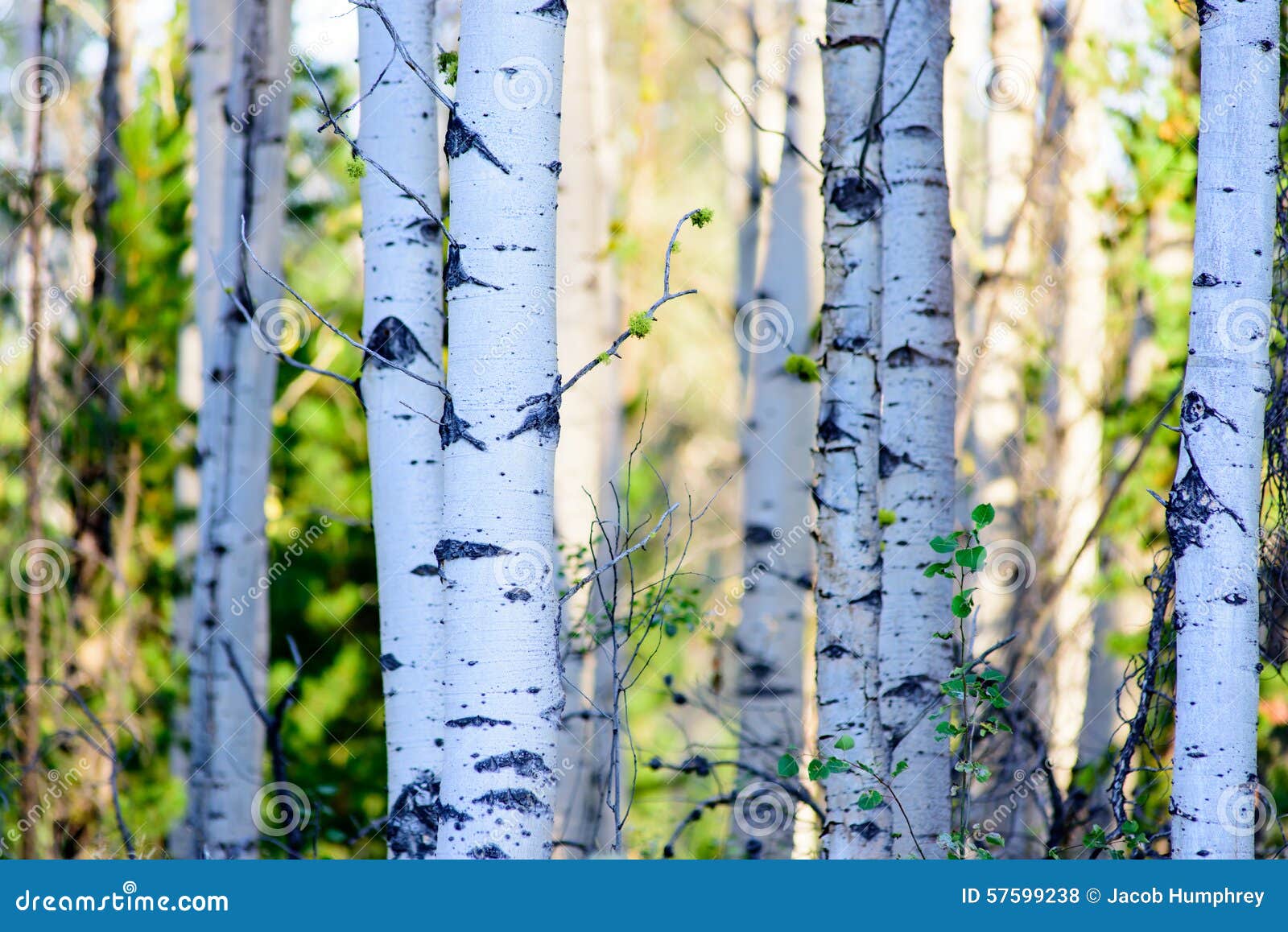Ancient aspen trees stock photo. Image of white, aspen - 57599238