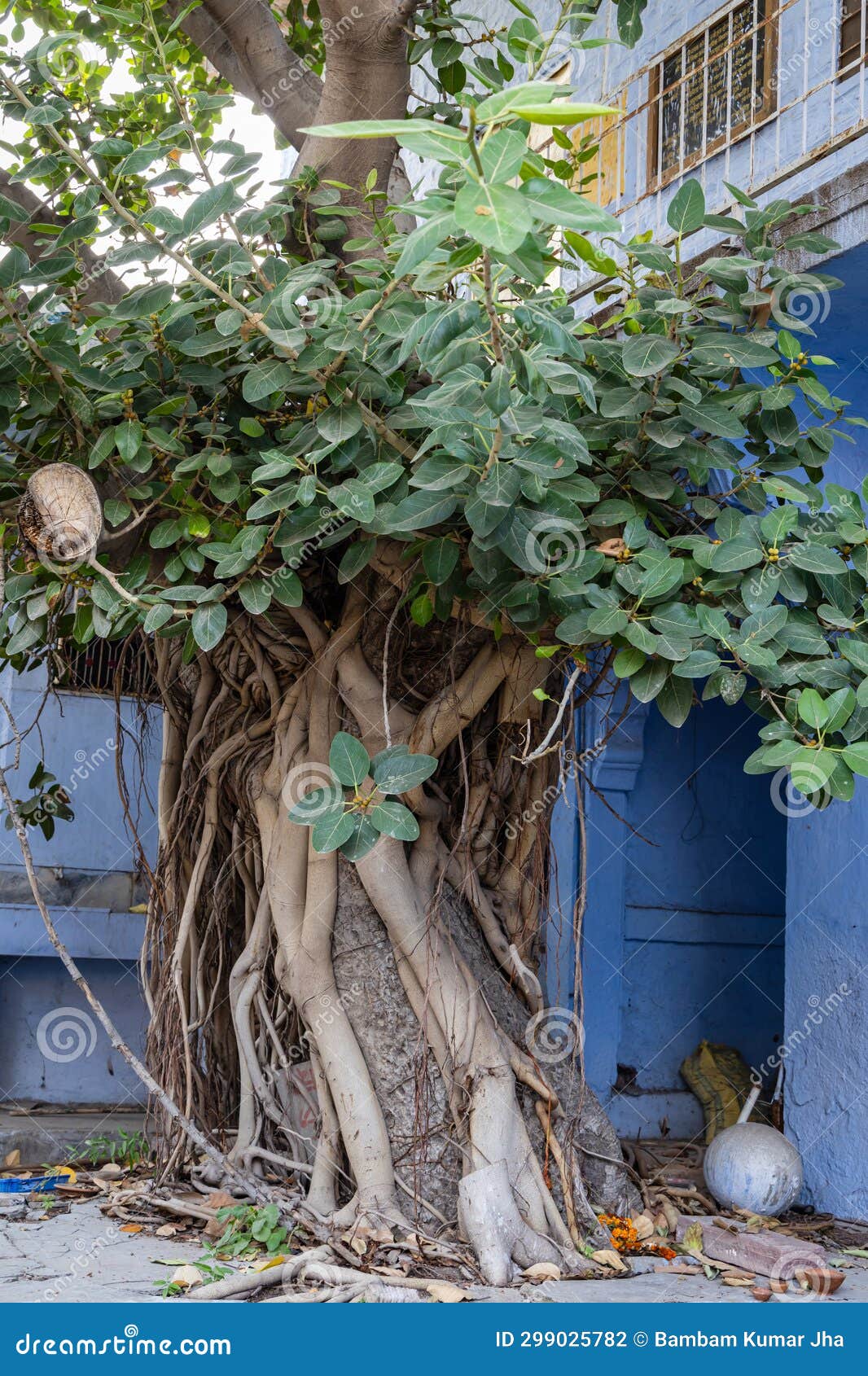 Ancient Banyan Tree with Green Leaves at Day from Flat Angle Stock ...