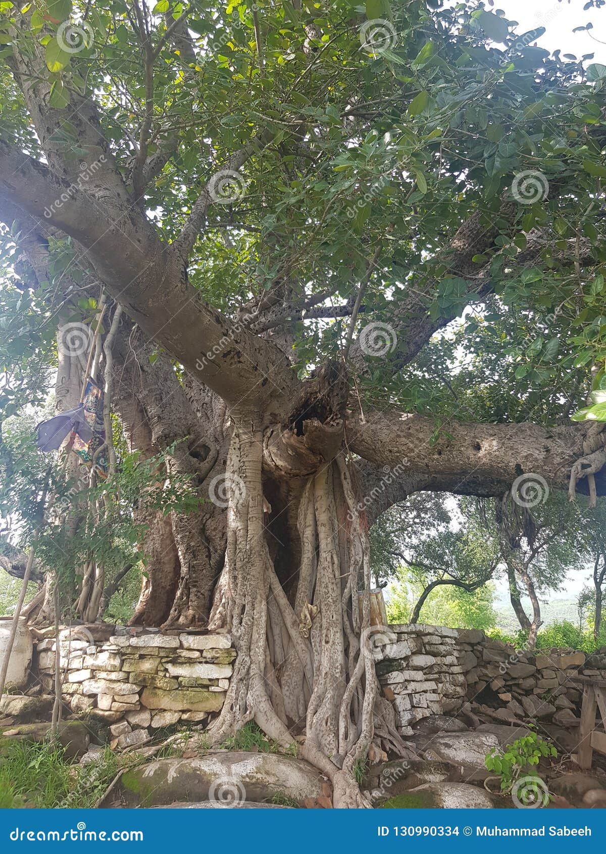 Ancient banyan stock photo. Image of year, banyan, ancient - 130990334