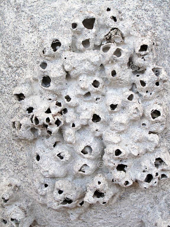 Ancient Barnacles stock photo. Image of openings, relics - 73186238