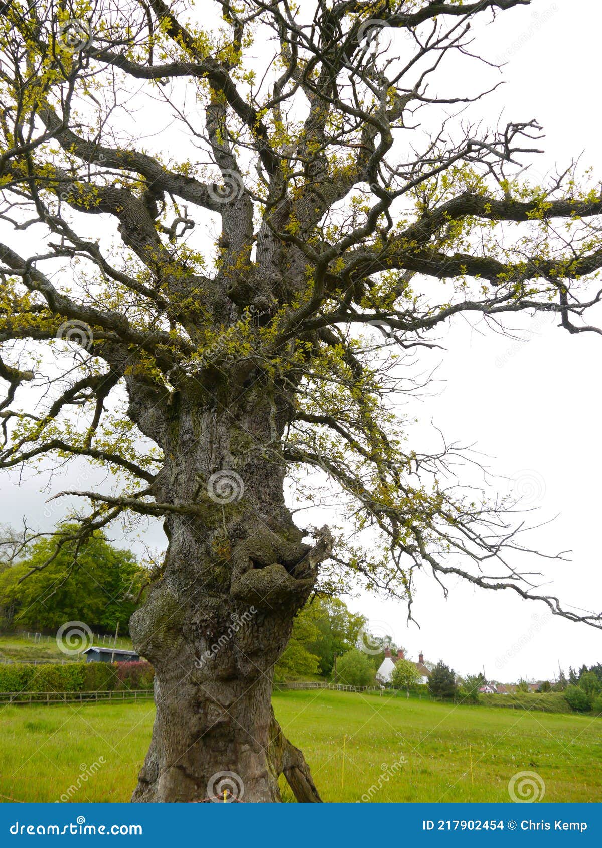 An Old and Large Twisted Oak Tree Coming into Leaf in the Spring Stock ...