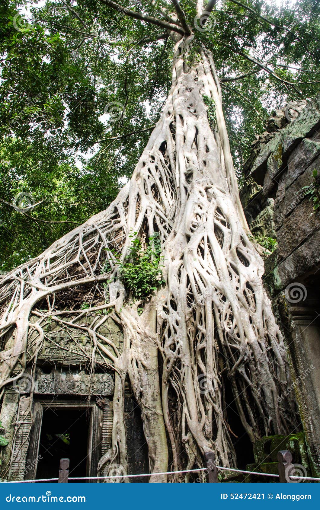 The ancient and big tree stock image. Image of ancient - 52472421