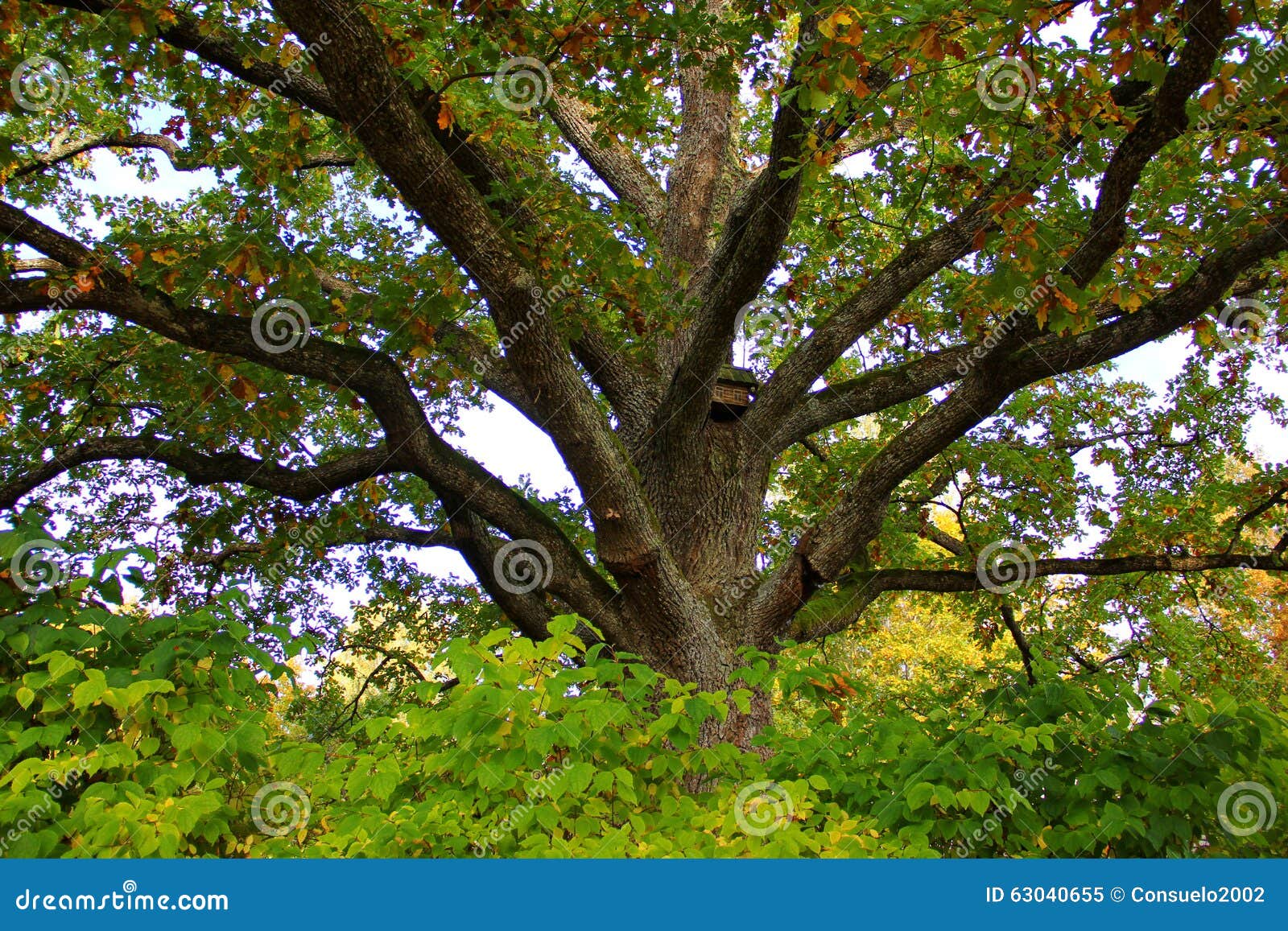 Ancient big tree stock image. Image of home, branches - 63040655